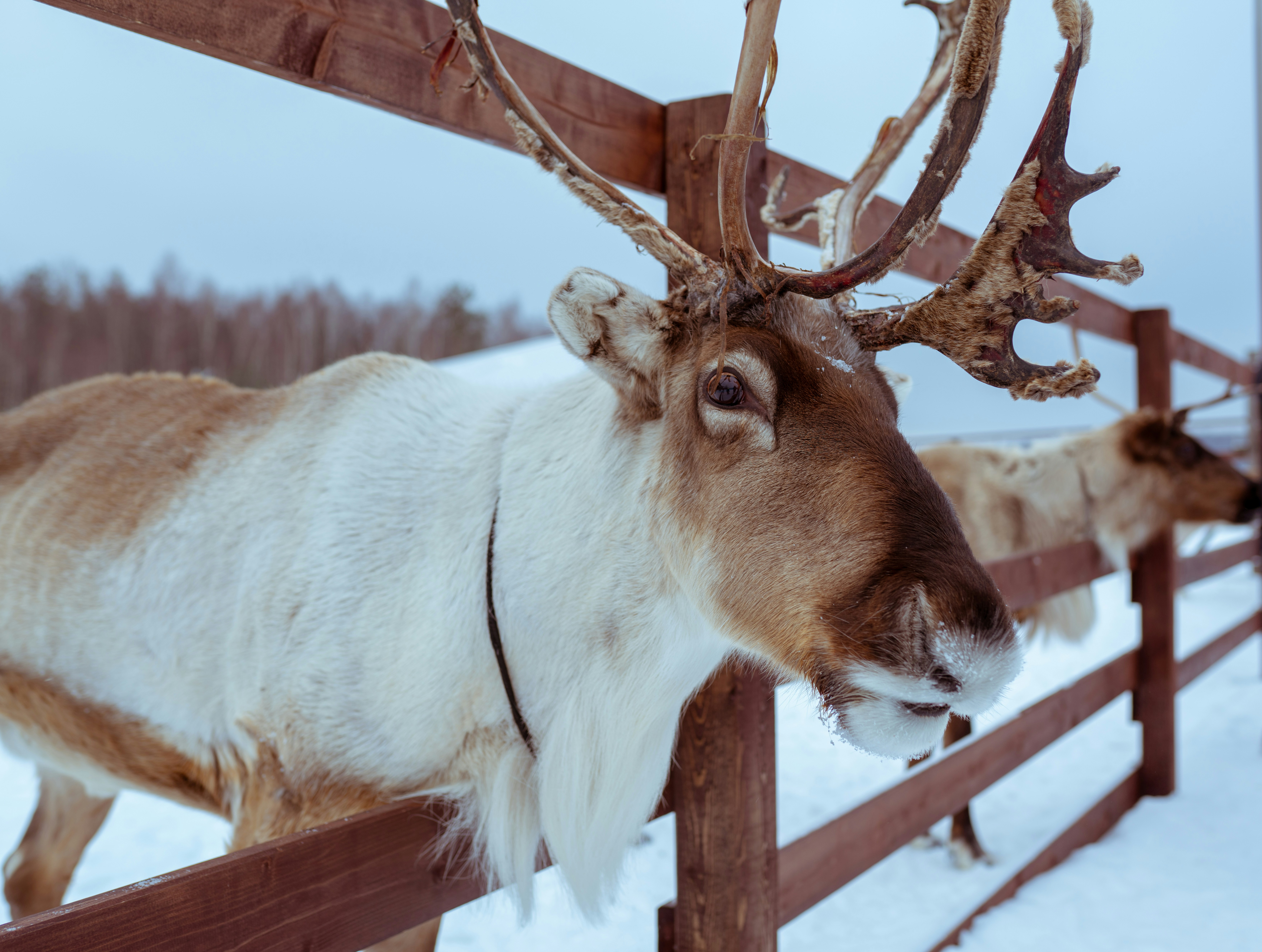 Snowbound Caribou at the Fence: a Quiet Winter Gaze