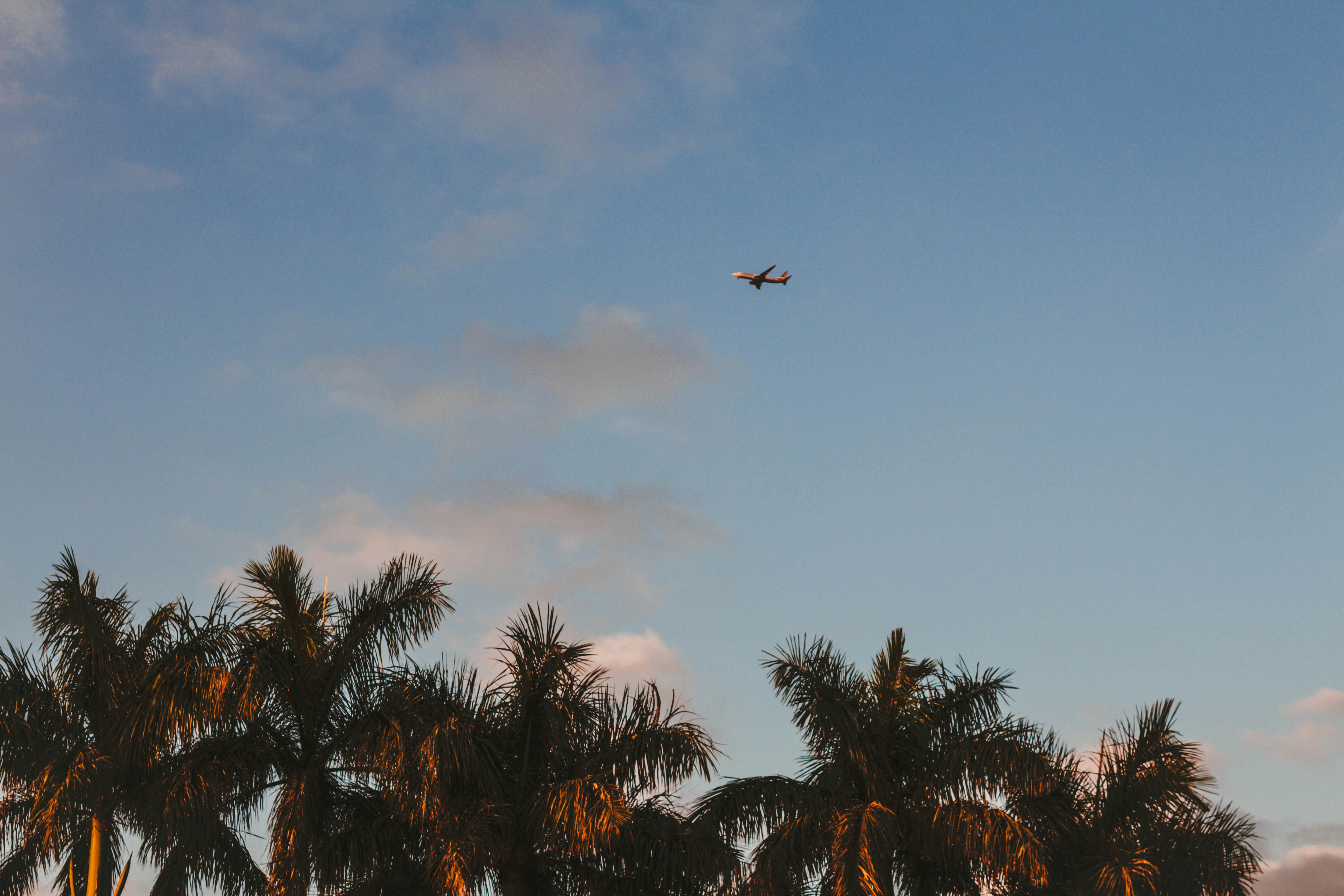 High-Flyer Above the Palms