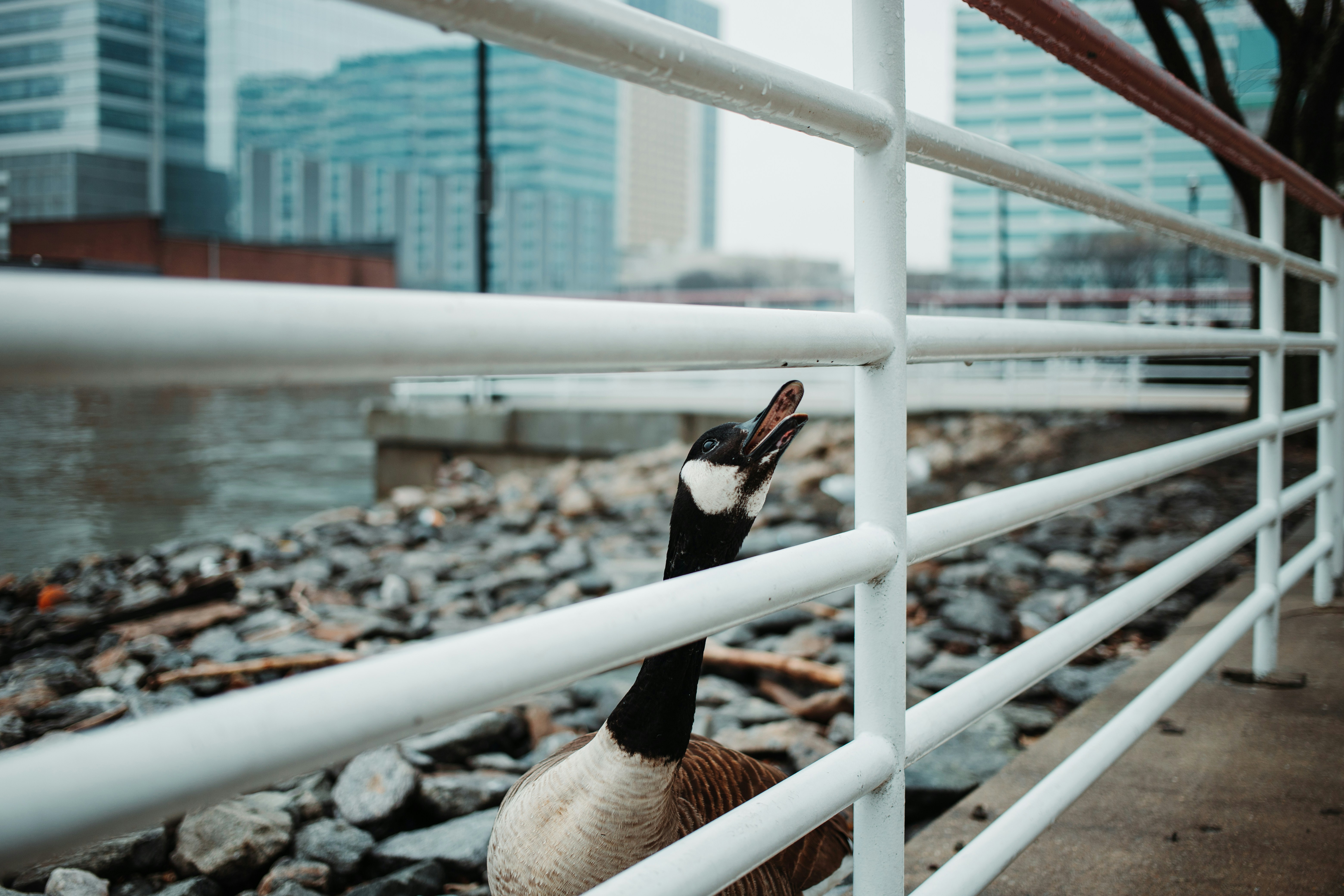 Peering Through the Rails: A Curious Goose at the Riverfront