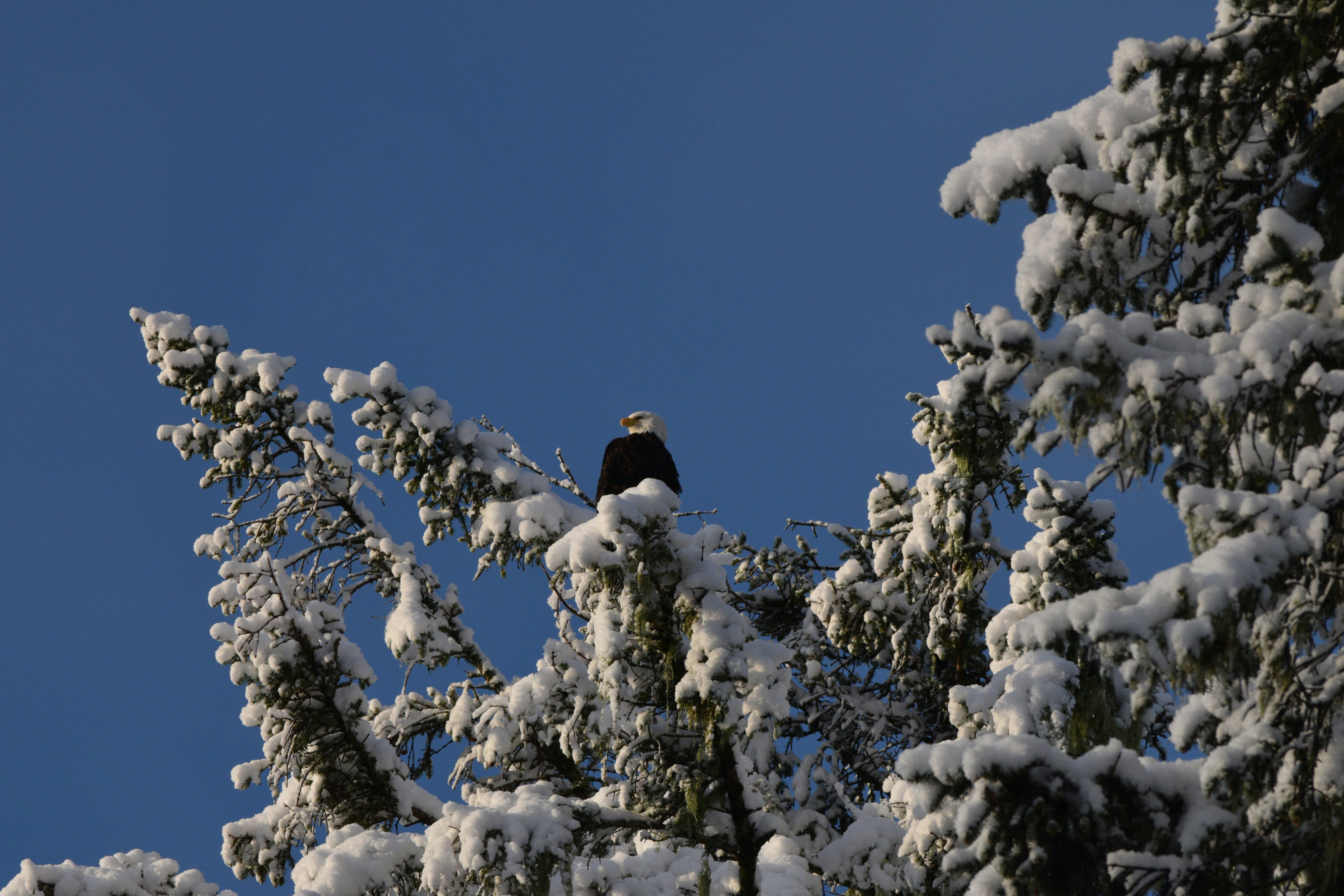 Bald eagle perched atop a snow-covered tree, surveying its wintery domain under a clear blue sky.