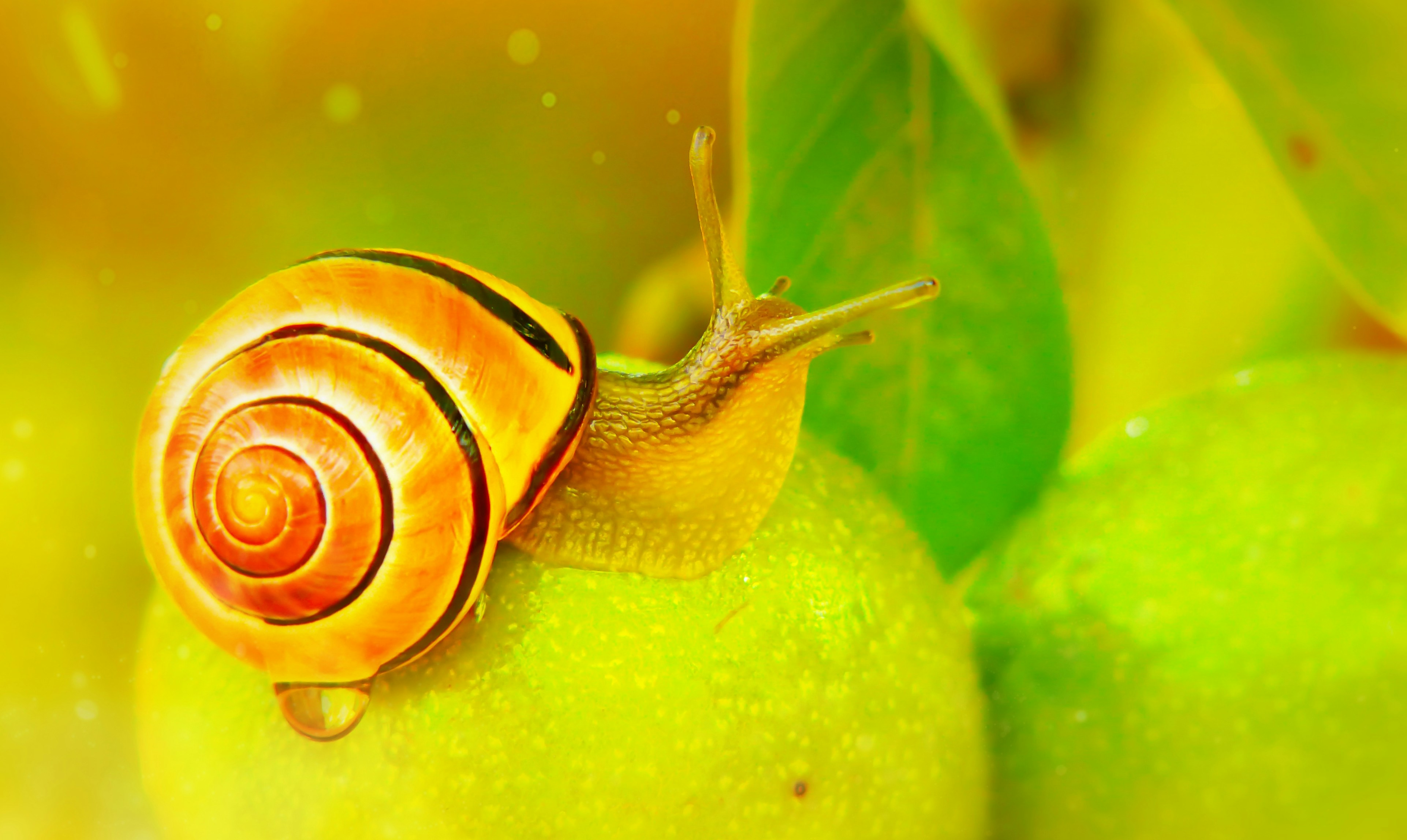 Brown snail on fruit photo – Free Animal Image on Unsplash