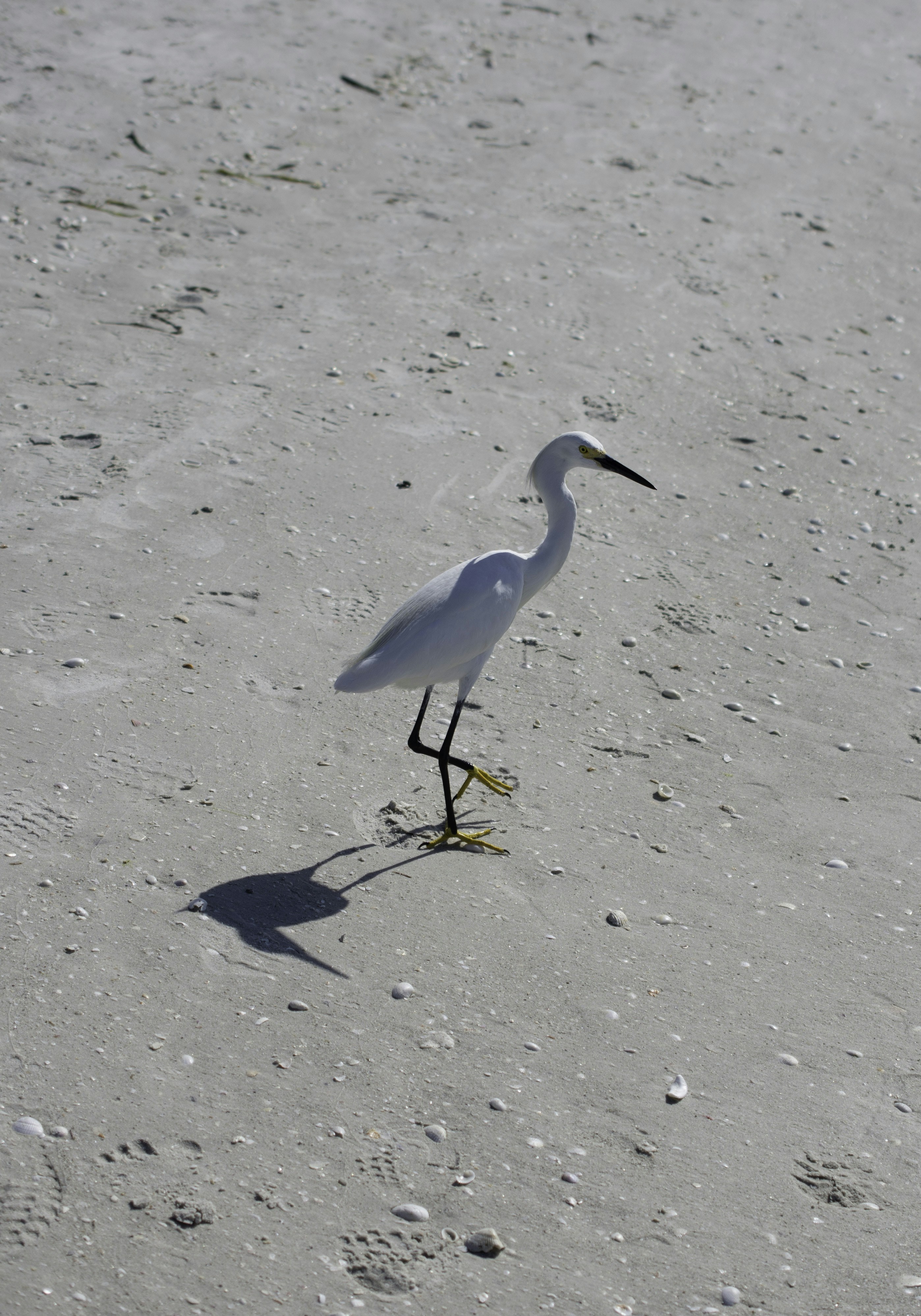 Lone Egret on Salt-White Sand: A Quiet Beach Portrait
