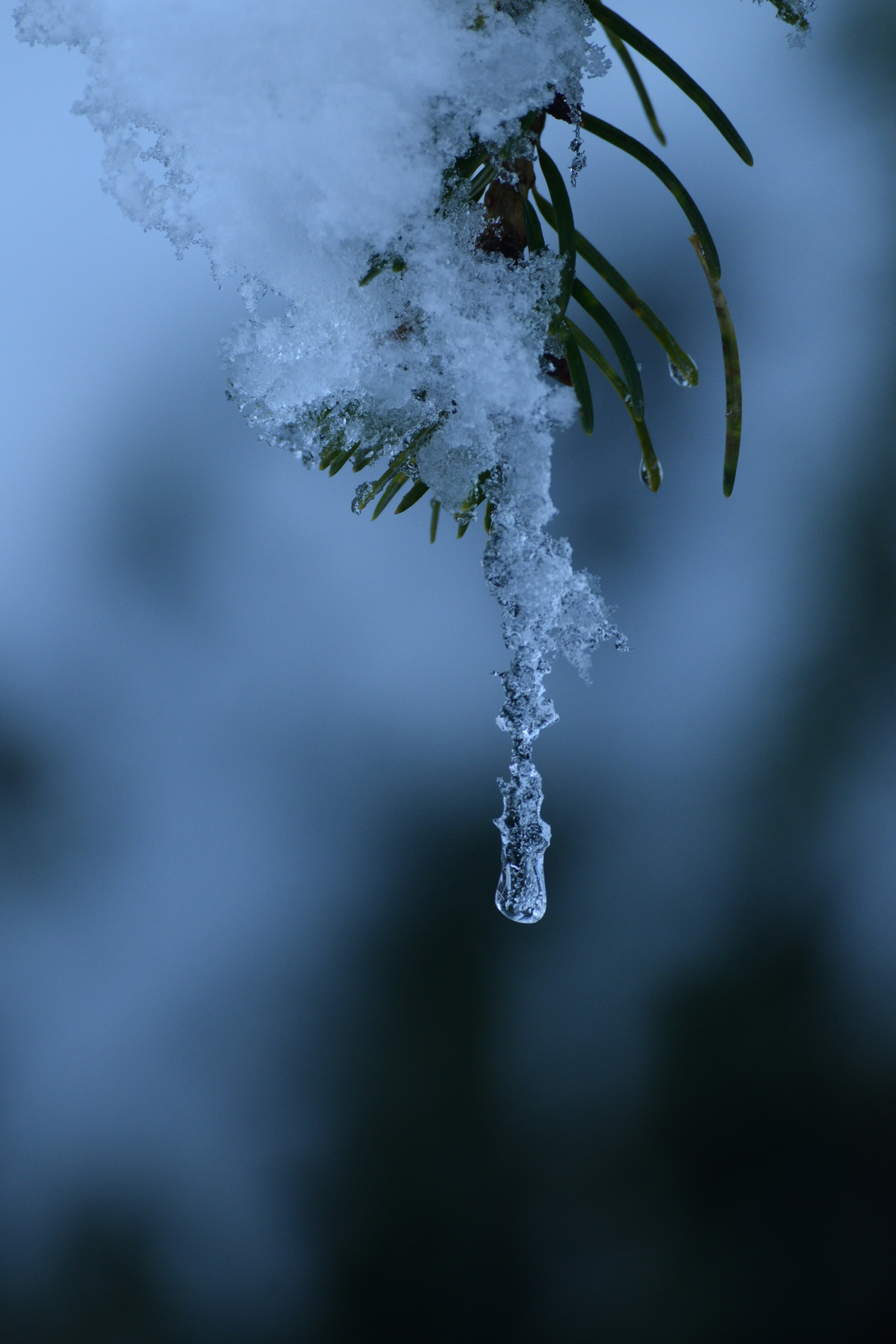 Crystal Thread: a Snow-Kissed Pine Needle with a Hanging Icicle