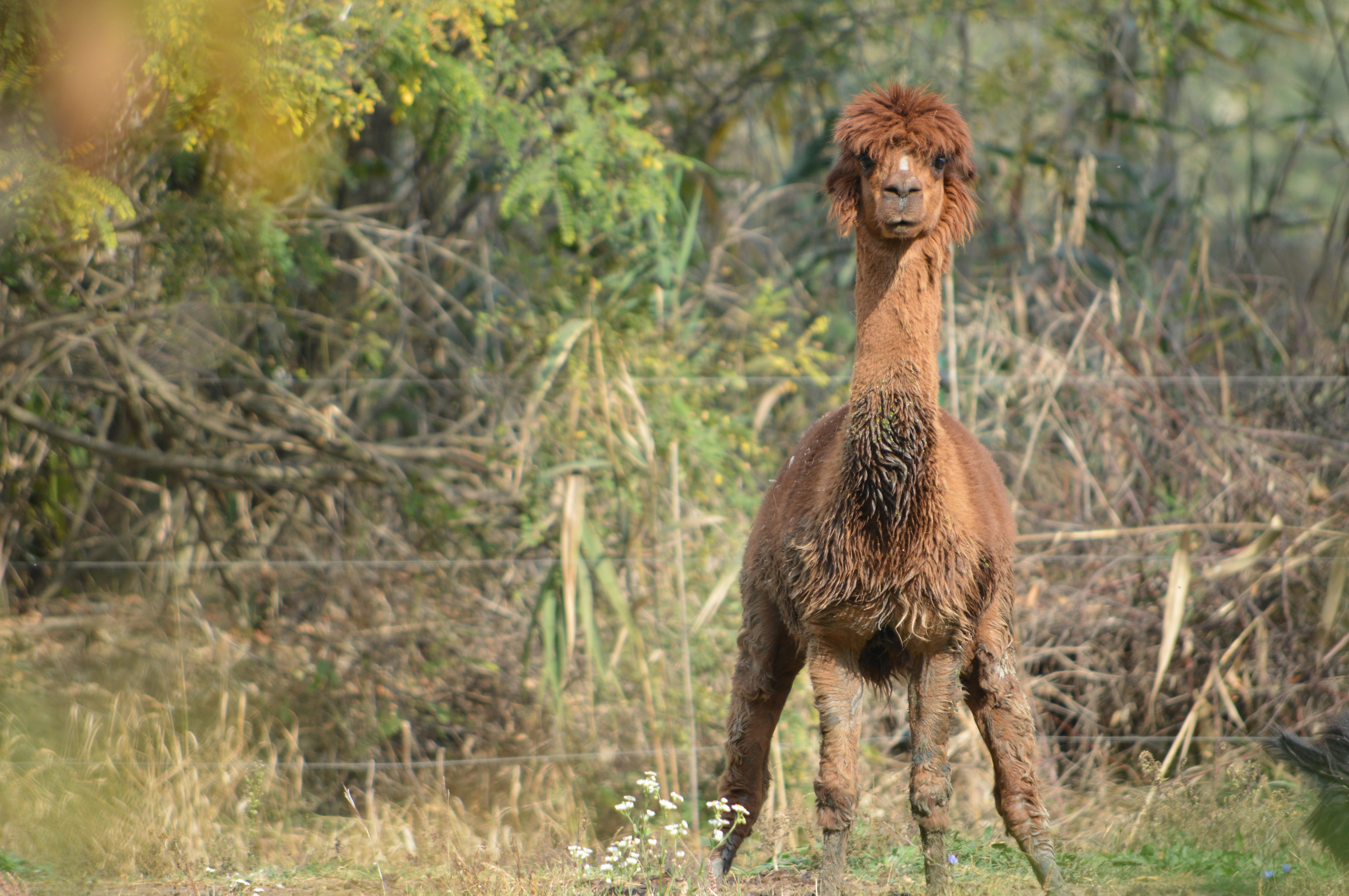 The Quirky Stance of Nature's Oddity