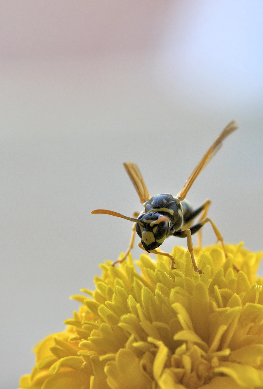 Close-up of a wasp perched on a bright yellow flower against a soft blurred background.