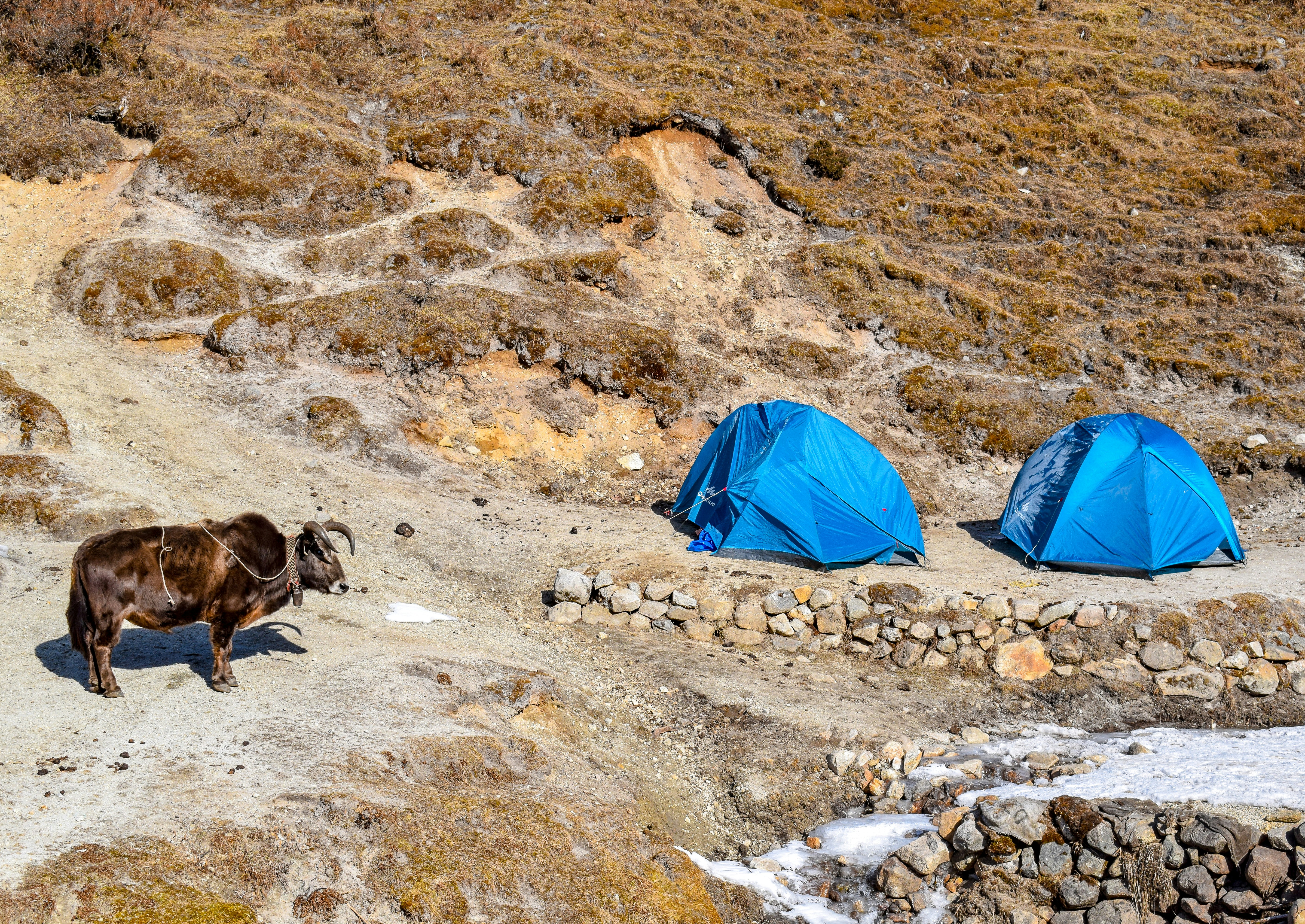 two blue camping tents