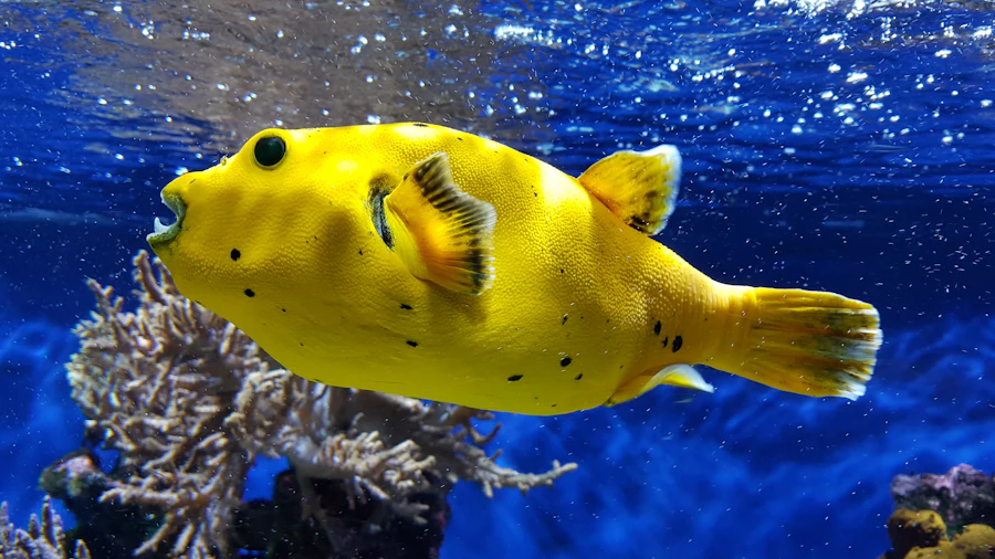 Bright yellow pufferfish gliding through blue aquarium water above coral. Its dark eye and spotted body stand out against the vivid background.