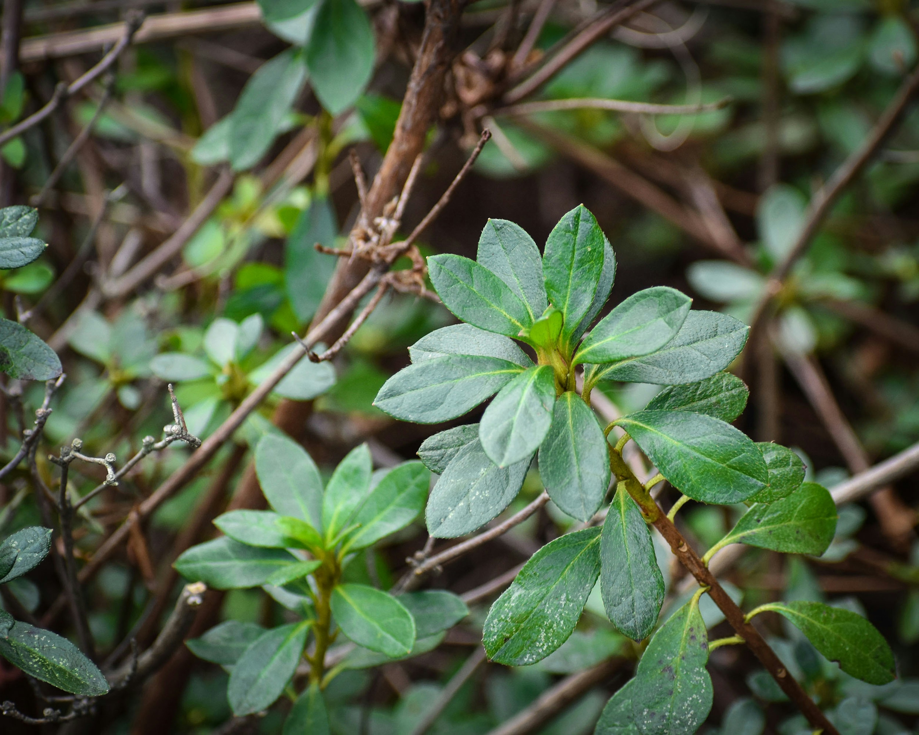 Verdant Whispers: A Cluster of Sage-green Leaves in Quiet Lush