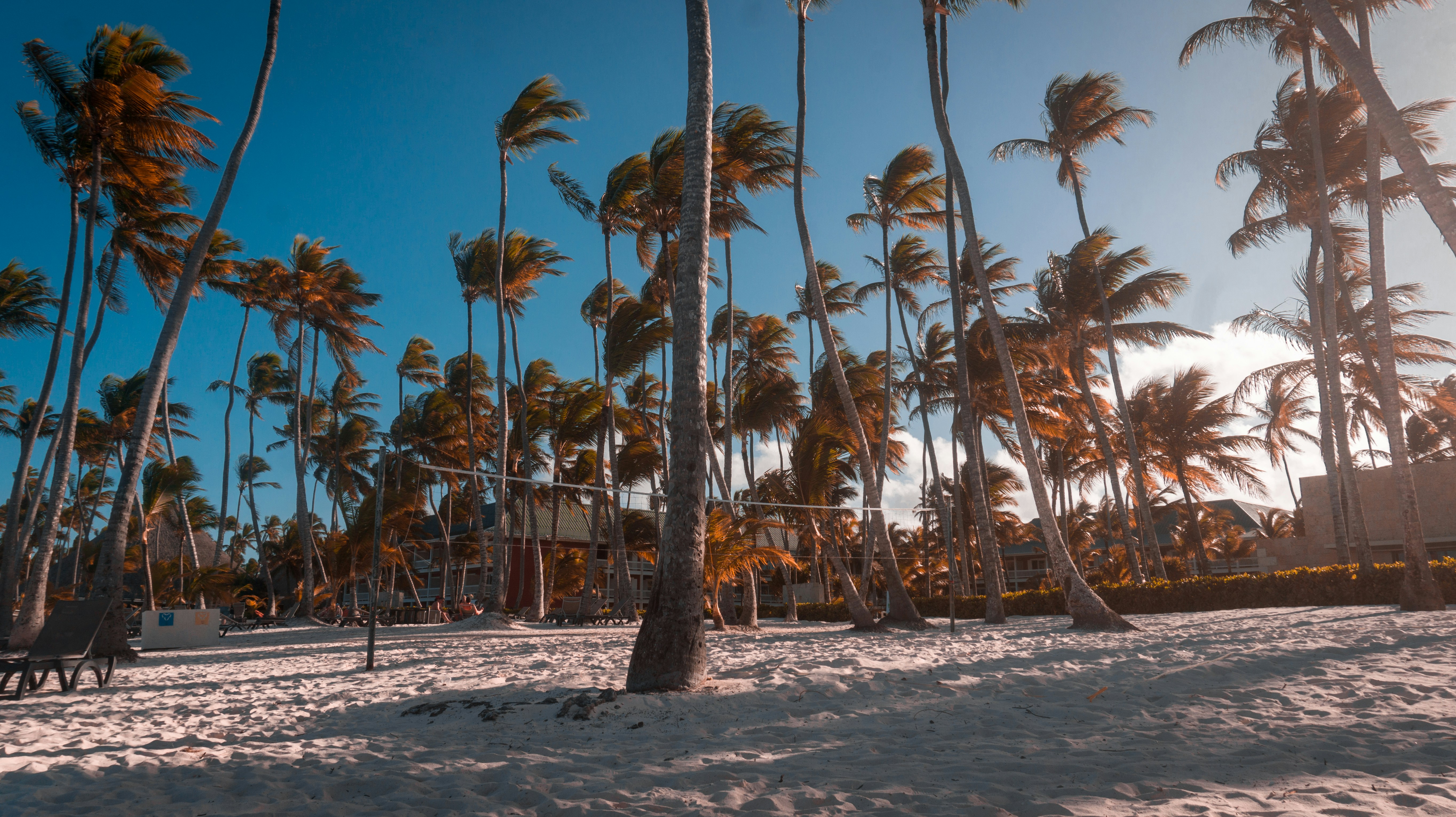 Wind-Swept Palms over White Sand: A Caribbean Beach Portrait