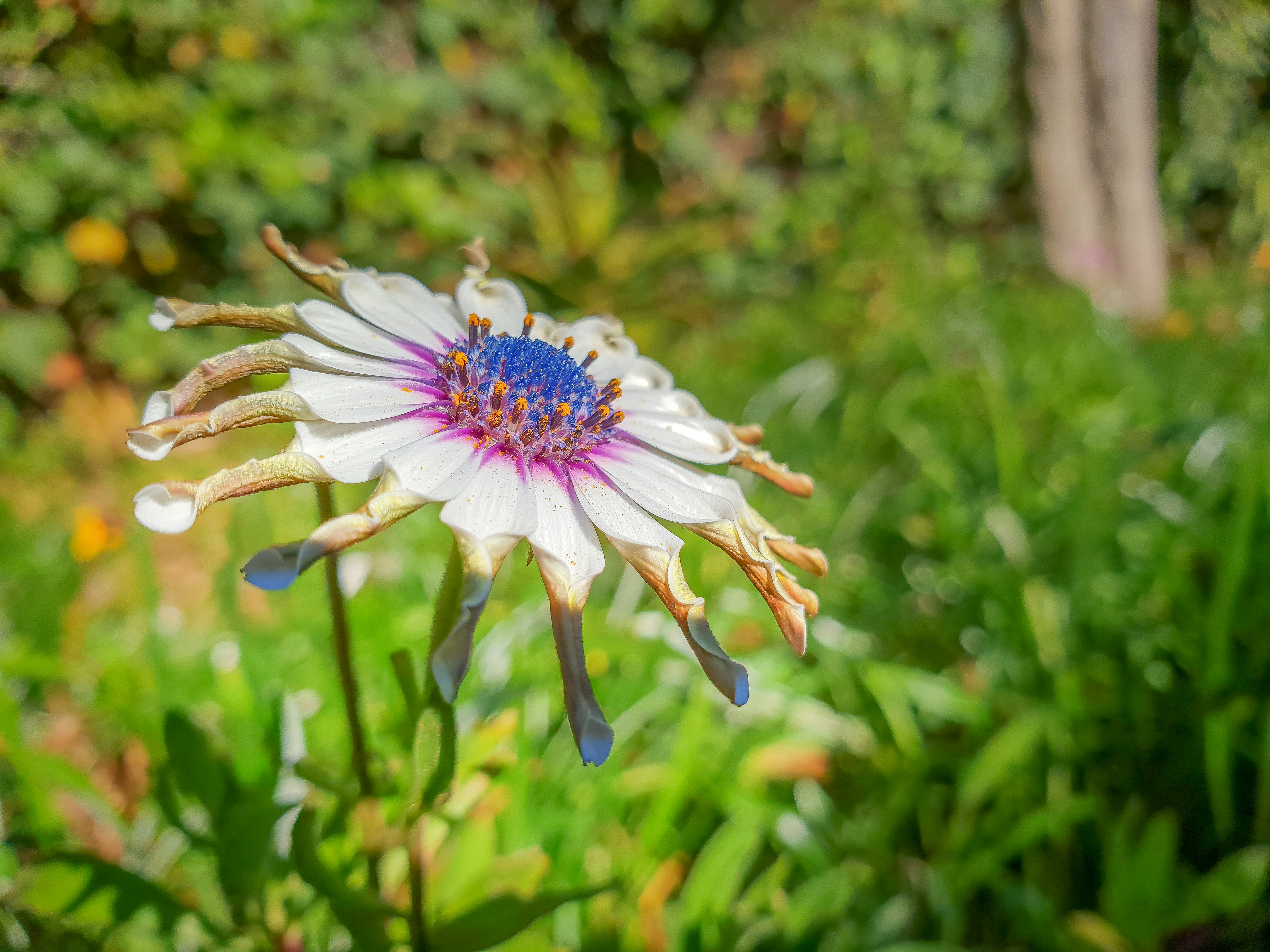Cobalt Heart on a White Daisy in a Sunlit Garden