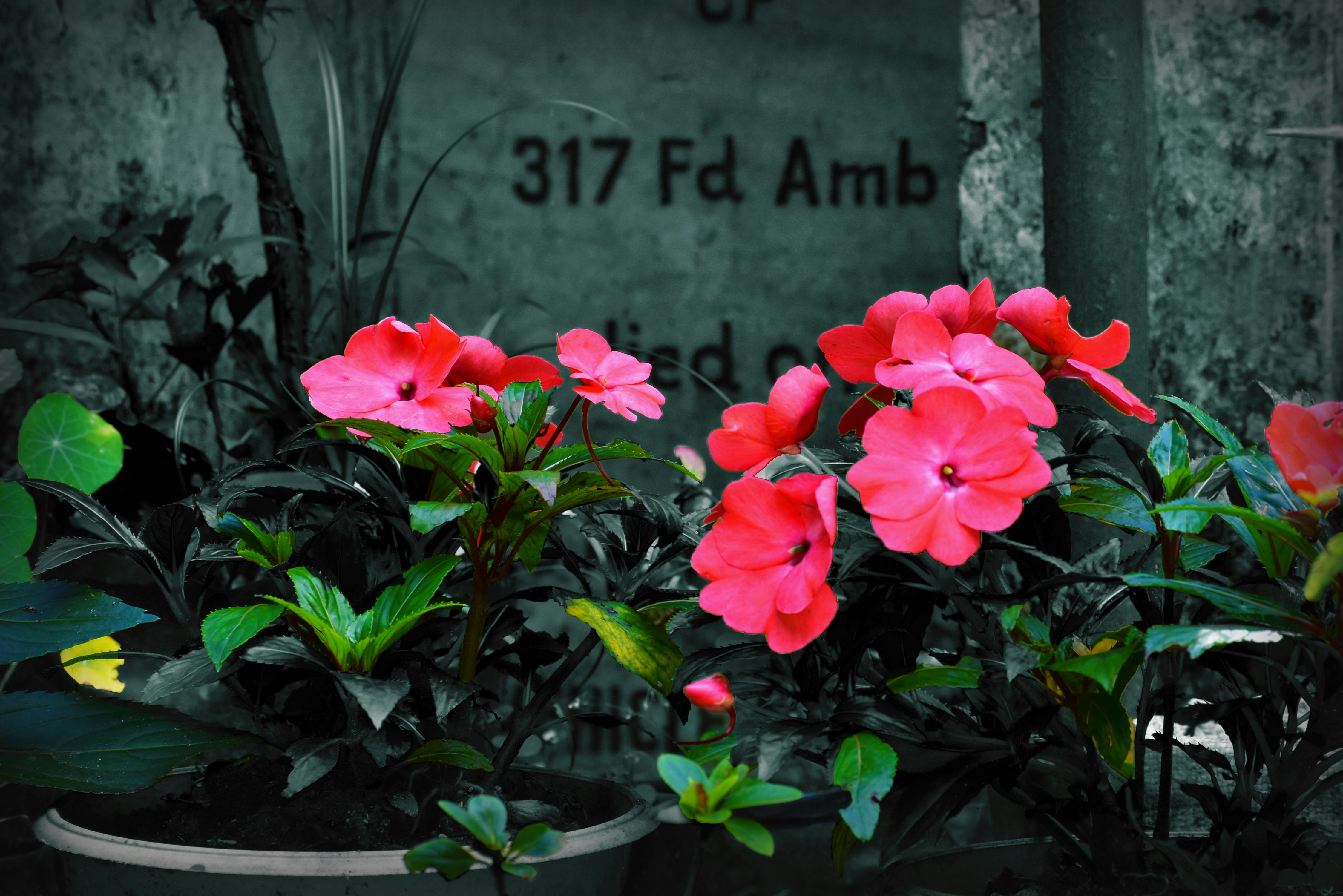 pink flower