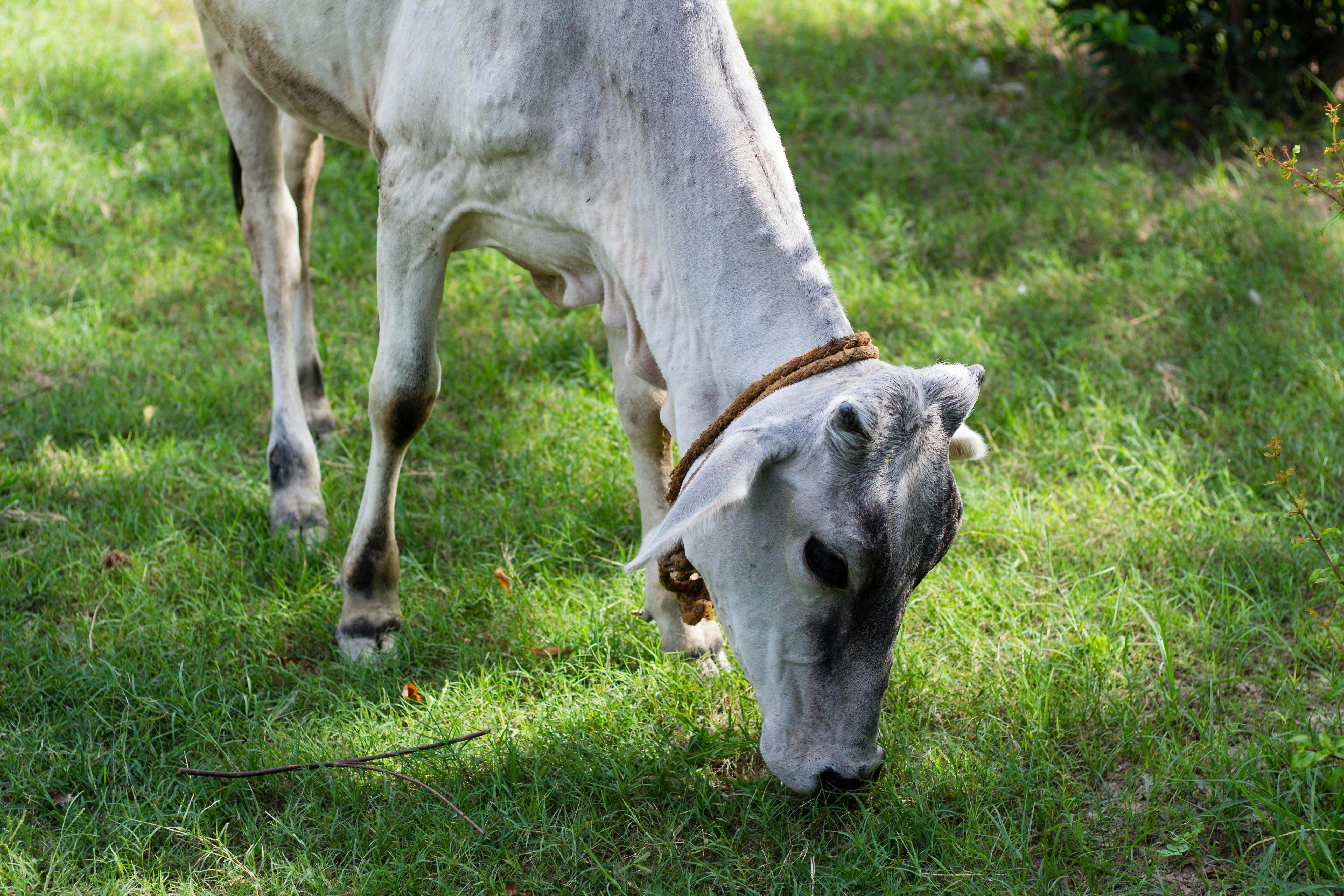 Grazing in Quiet Light: A White Mare Amid Sunlit Pasture