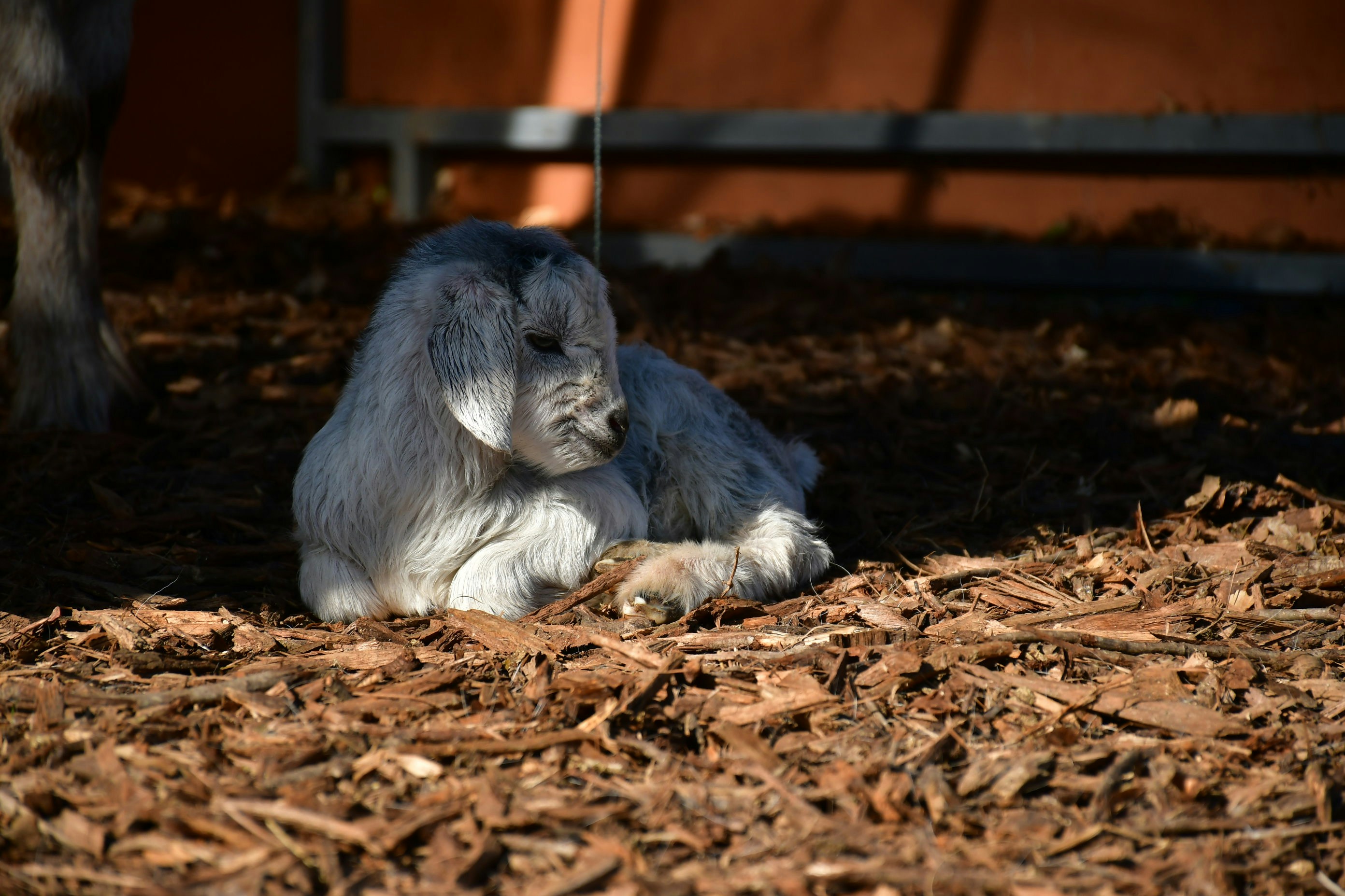 White coated legged animal photo – Free Grey Image on Unsplash