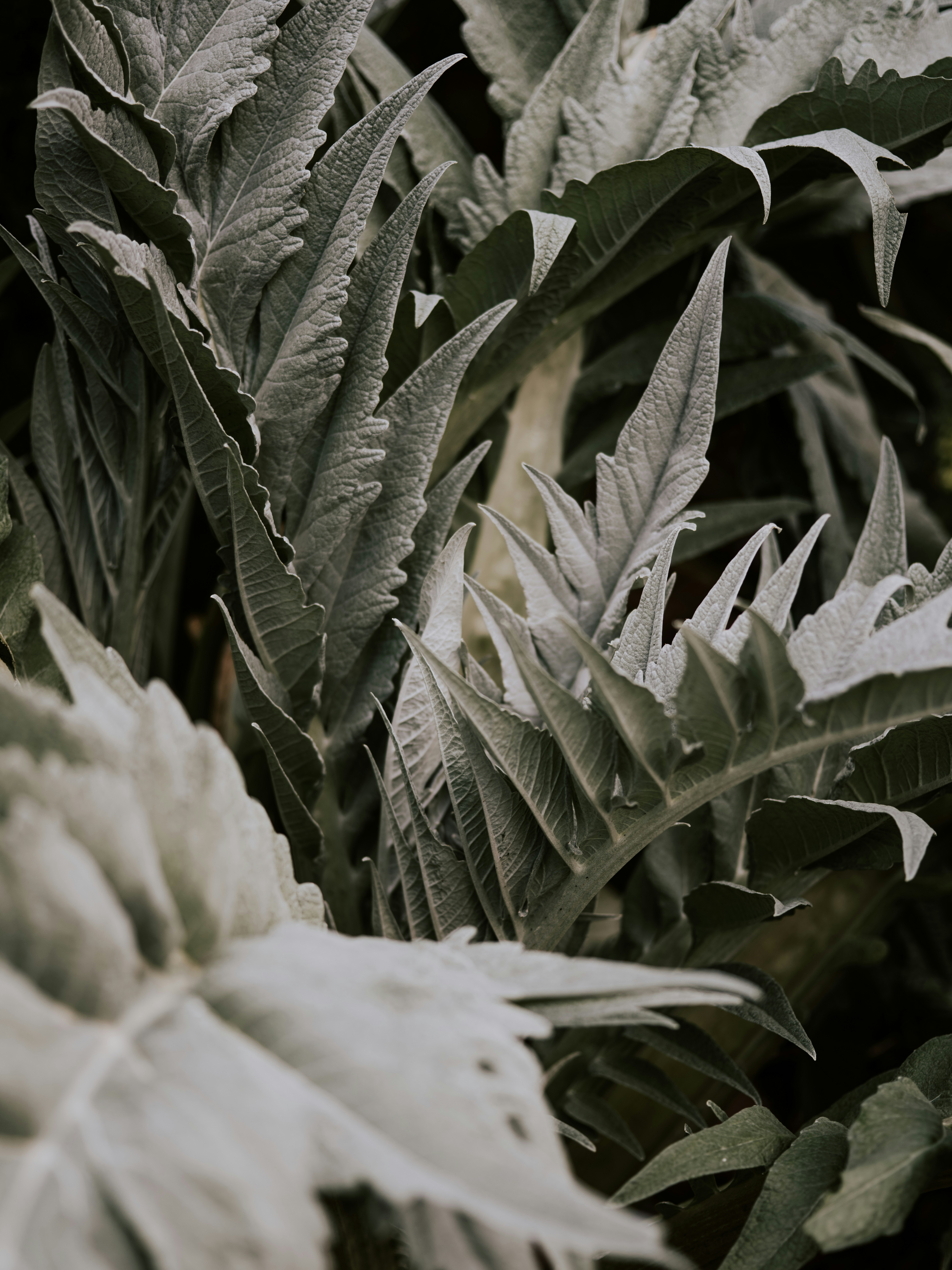 Tangled Fronds in Quiet Monochrome
