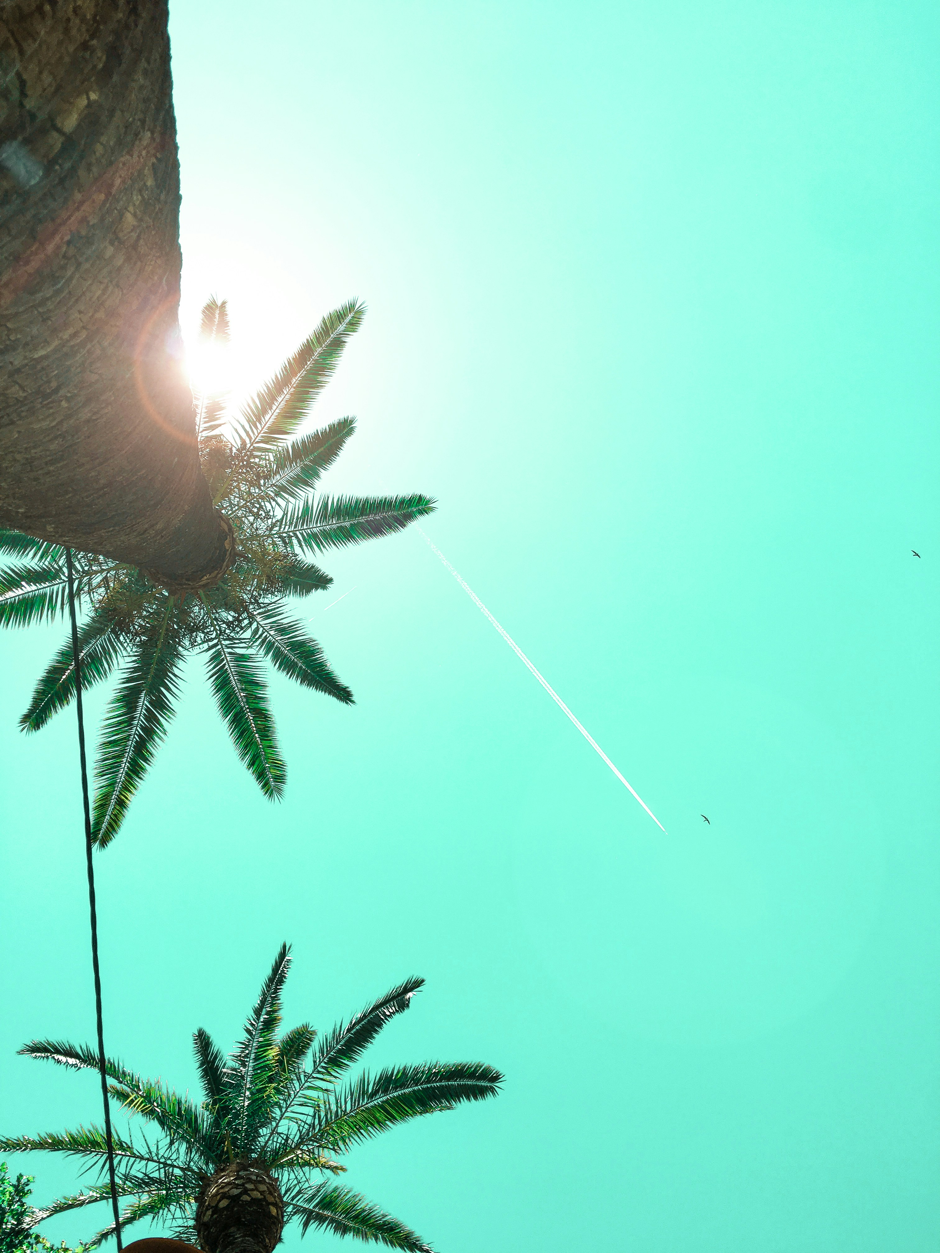 Sunlit Palms and a Teal Sky: A Diagonal Contrail Moment