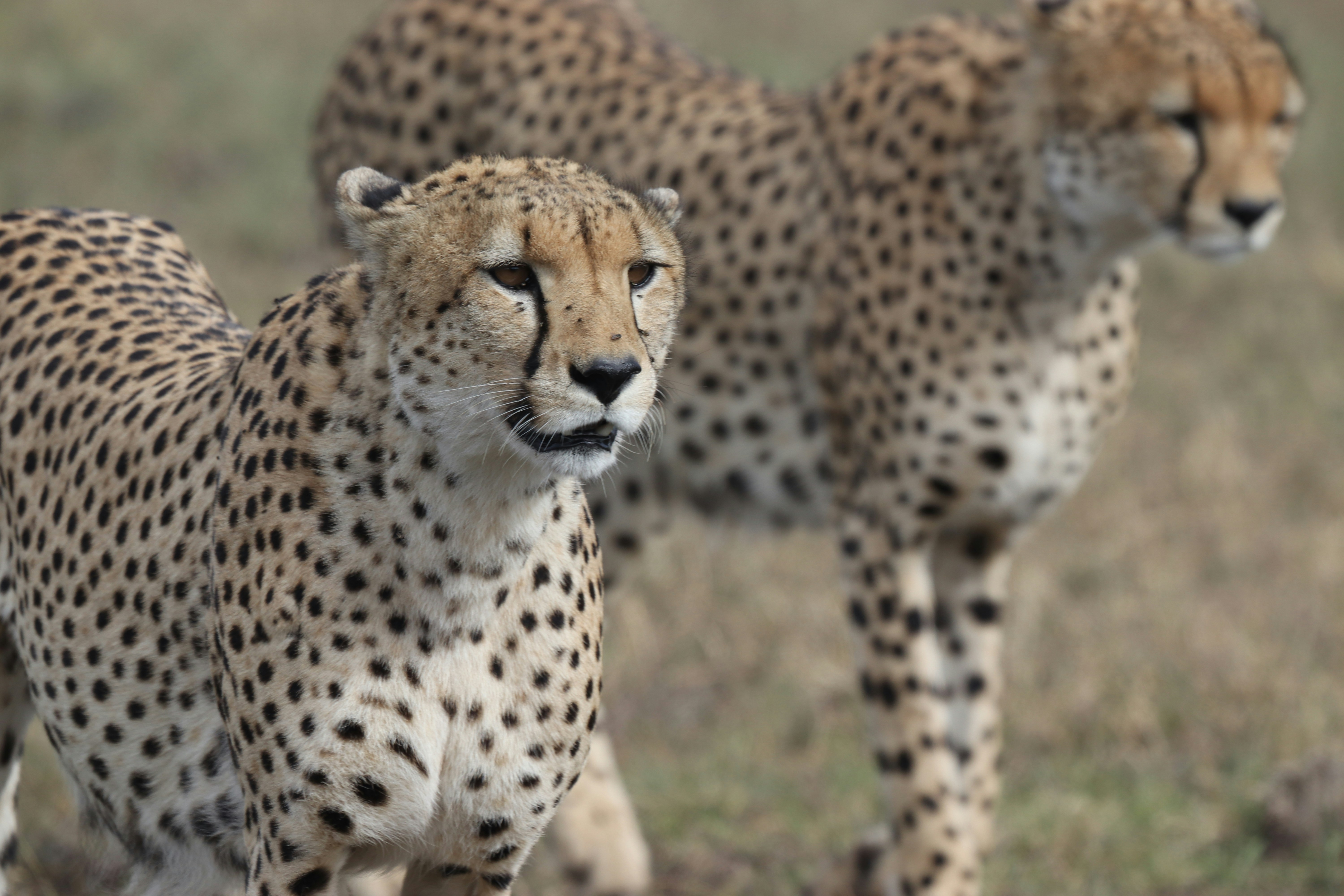 Two brown cheetas photo – Free Kenya Image on Unsplash