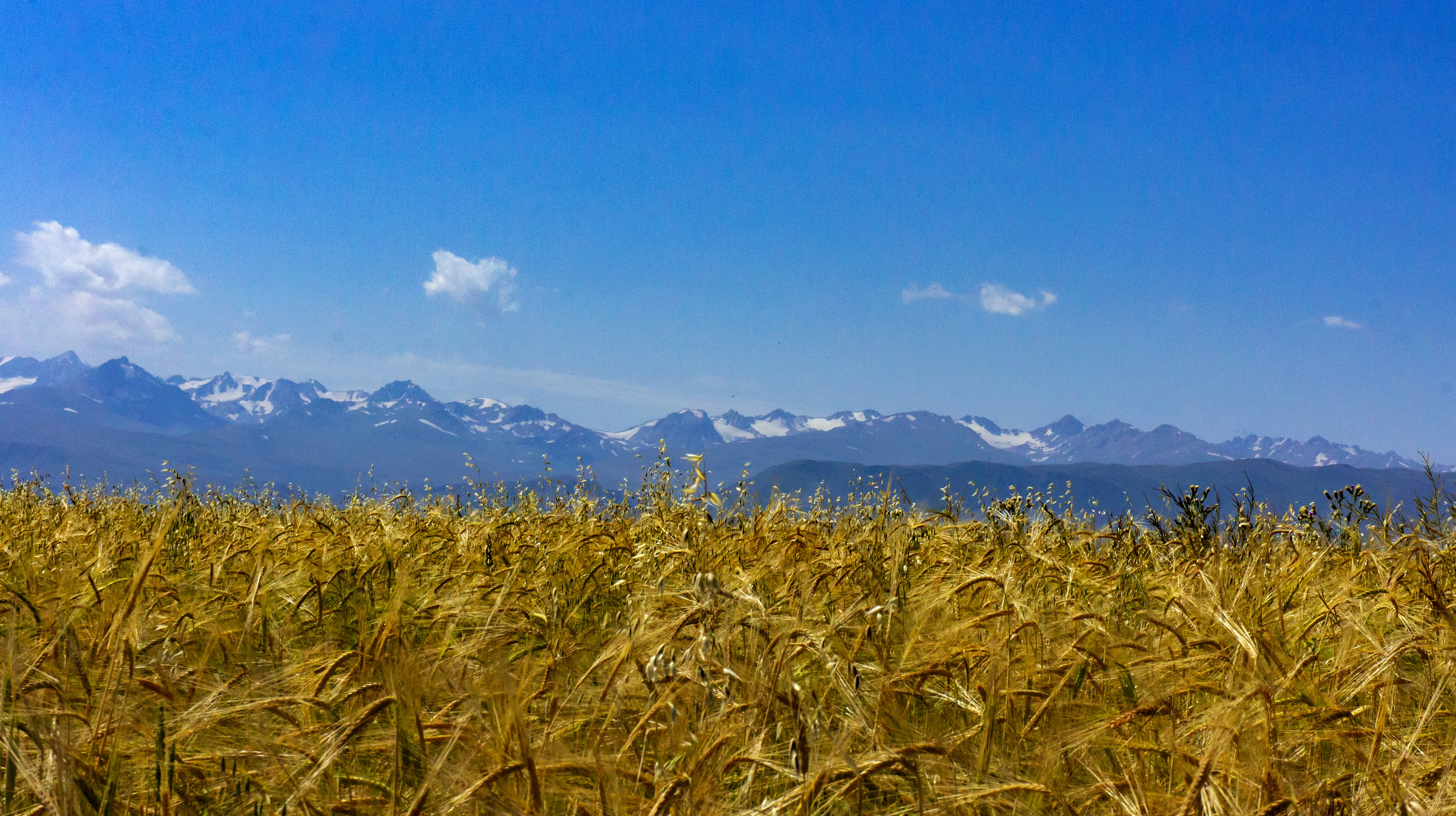 Golden wheat field stretching towards distant snow-capped mountains beneath a clear blue sky.