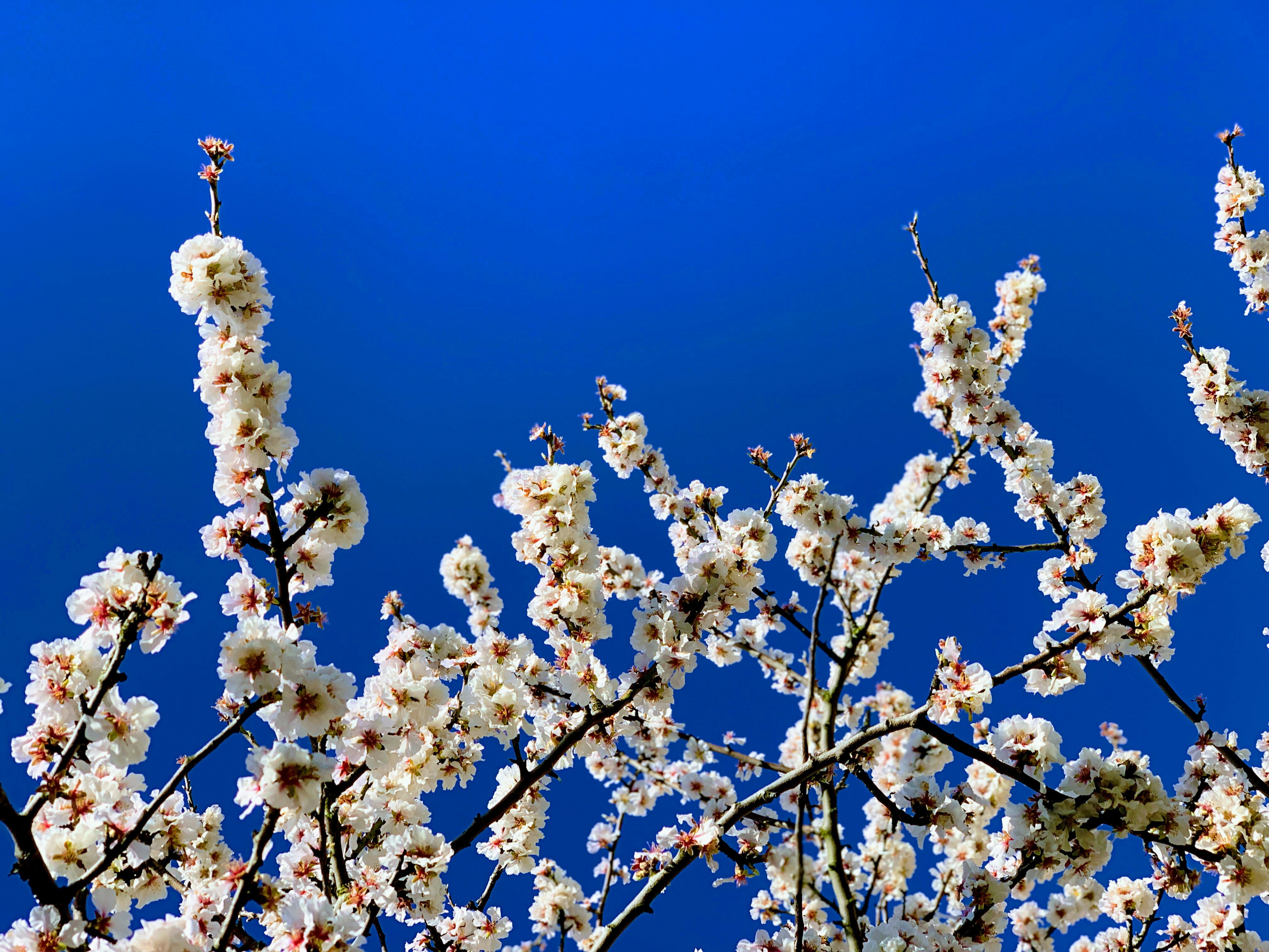 Delicate cherry blossoms bloom vibrantly against a clear blue sky, symbolizing the arrival of spring.
