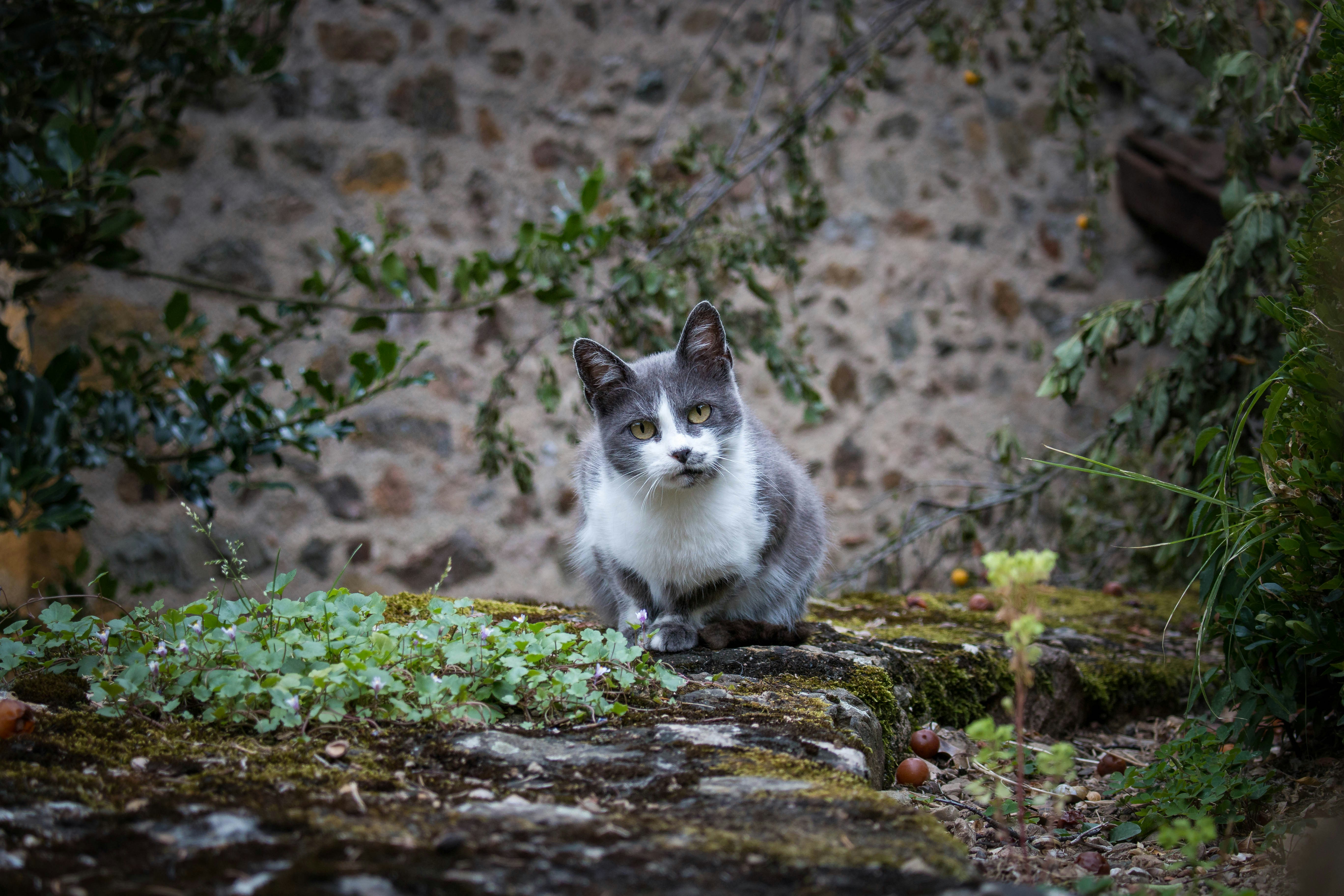 Whiskers on Moss: A Quiet Cat Perched on a Weathered Stone Wall