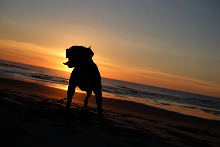 Dune Sunset Sentinel: Canine Silhouette at the Shore