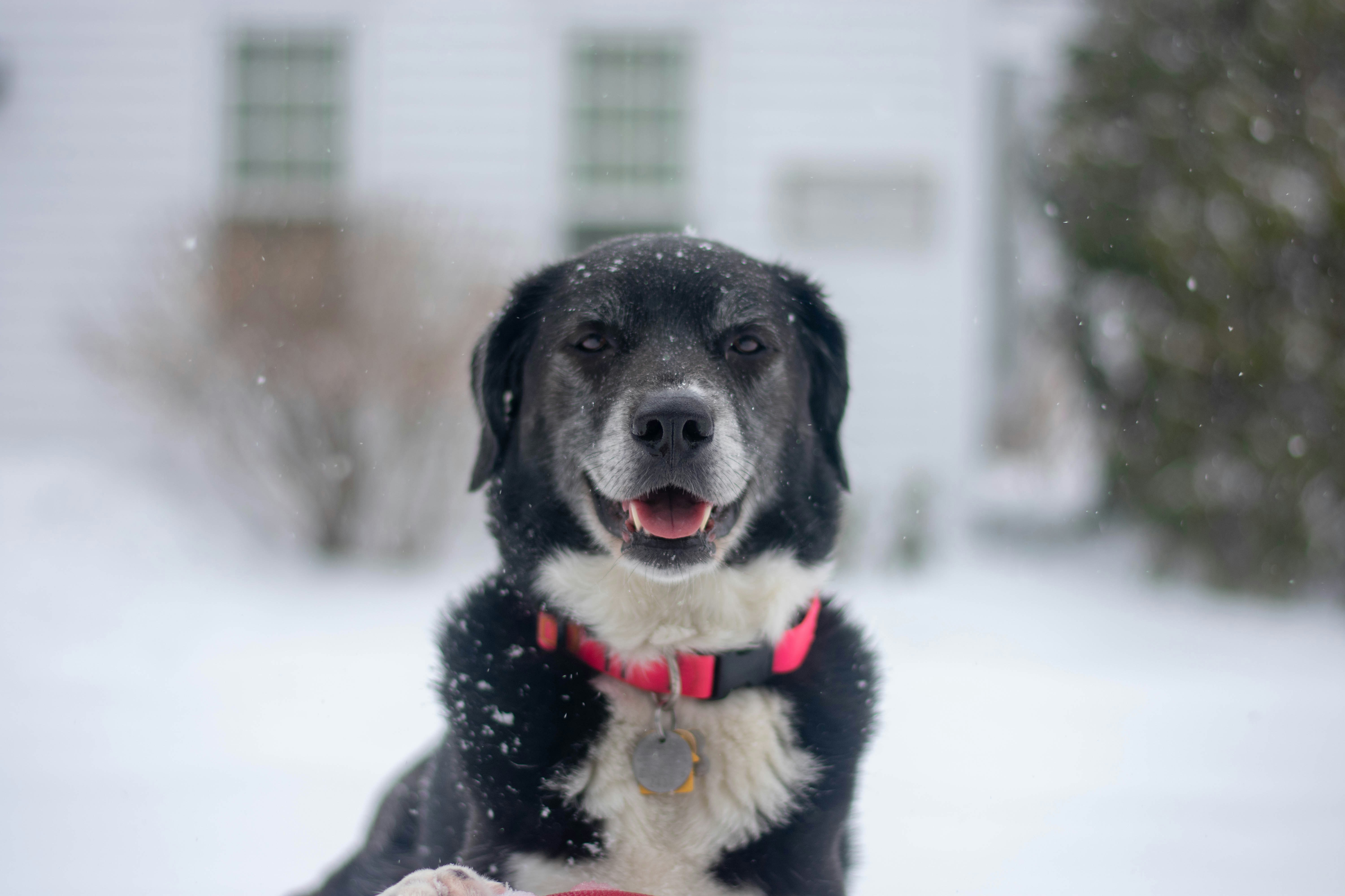 Black and white dog with a red collar sitting in a snowy yard with light snowfall.