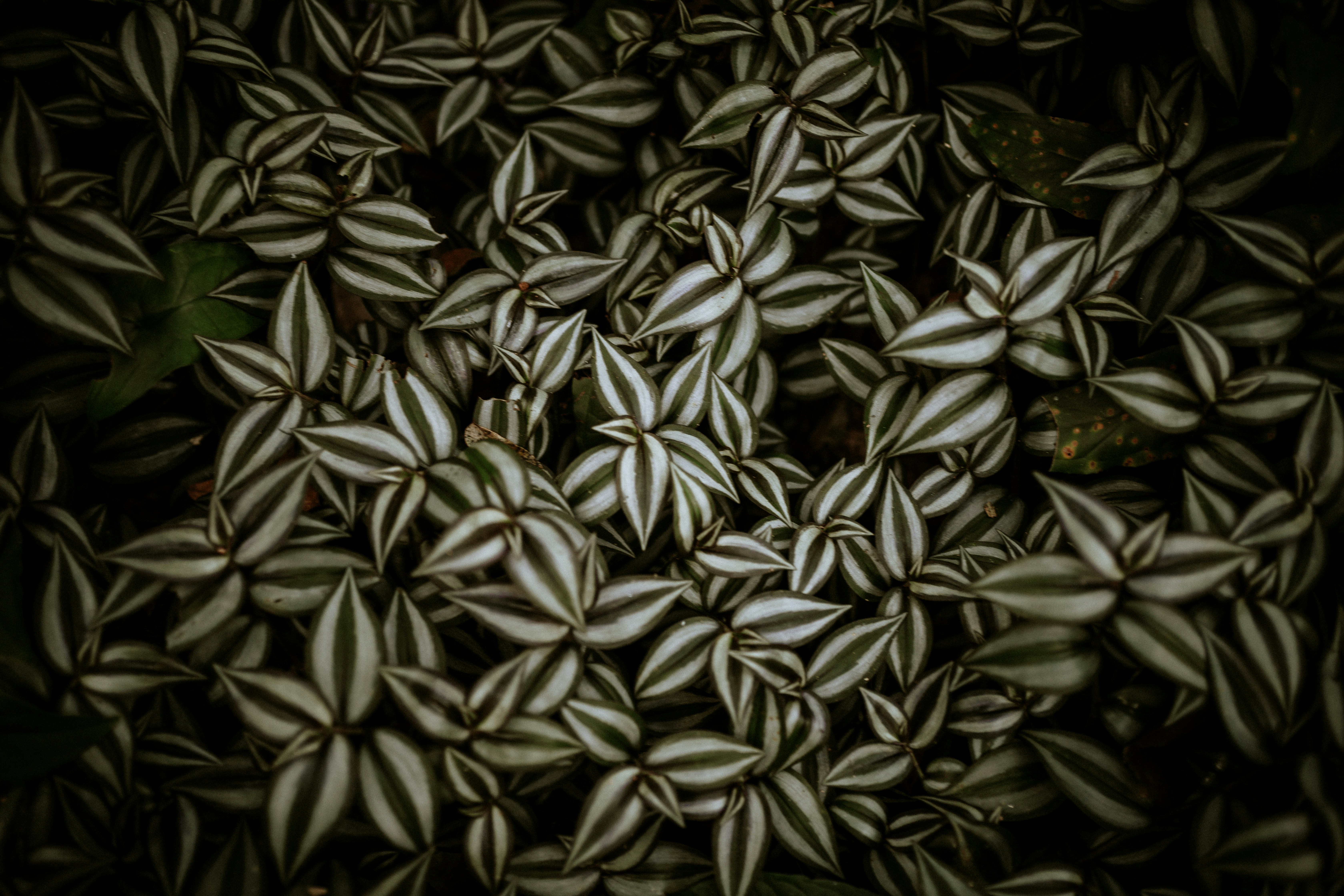 Dense cluster of green and silver striped leaves creating a visually striking pattern on the forest floor.