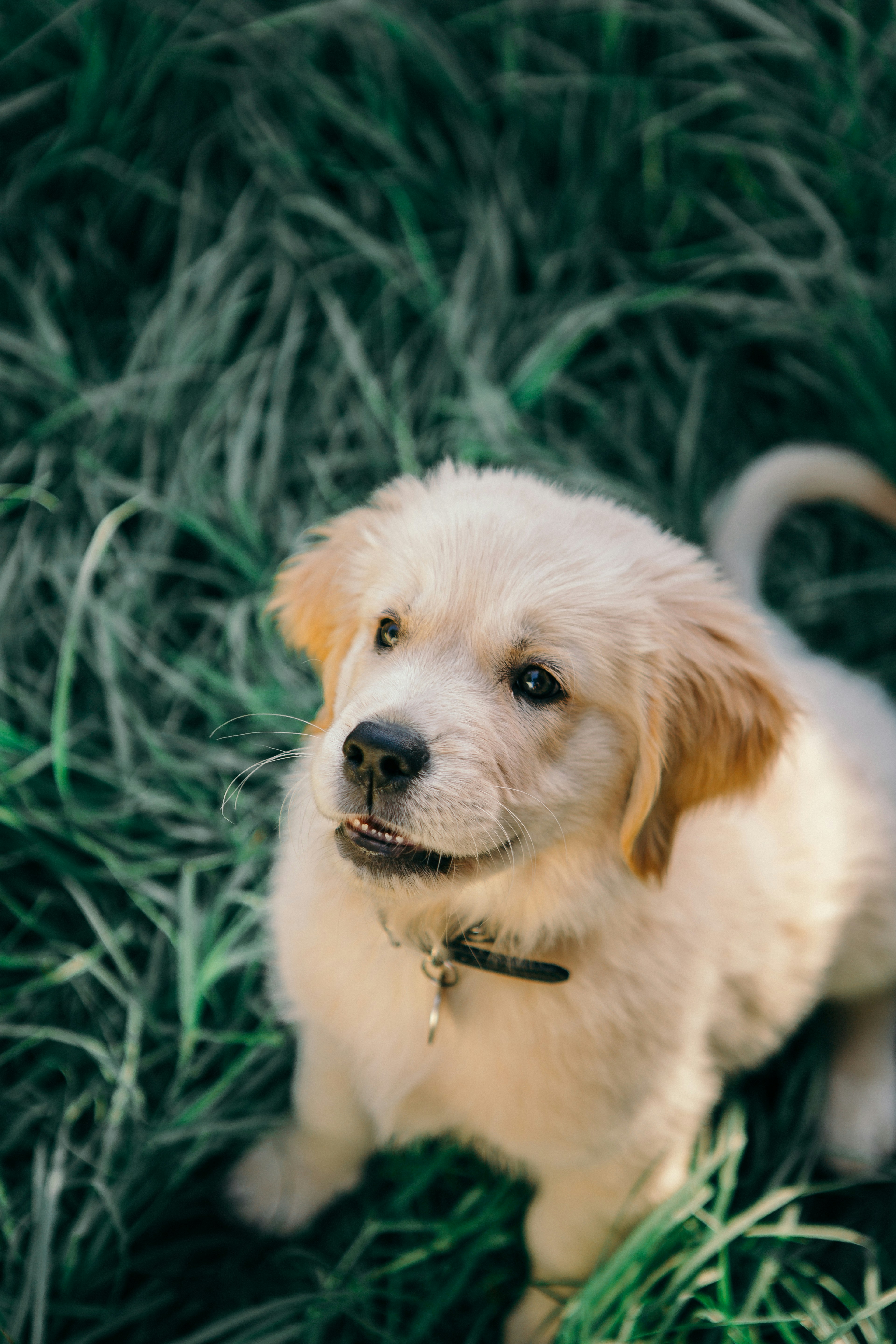 900+ Puppies Images: Download HD Pictures & Photos on Unsplash
