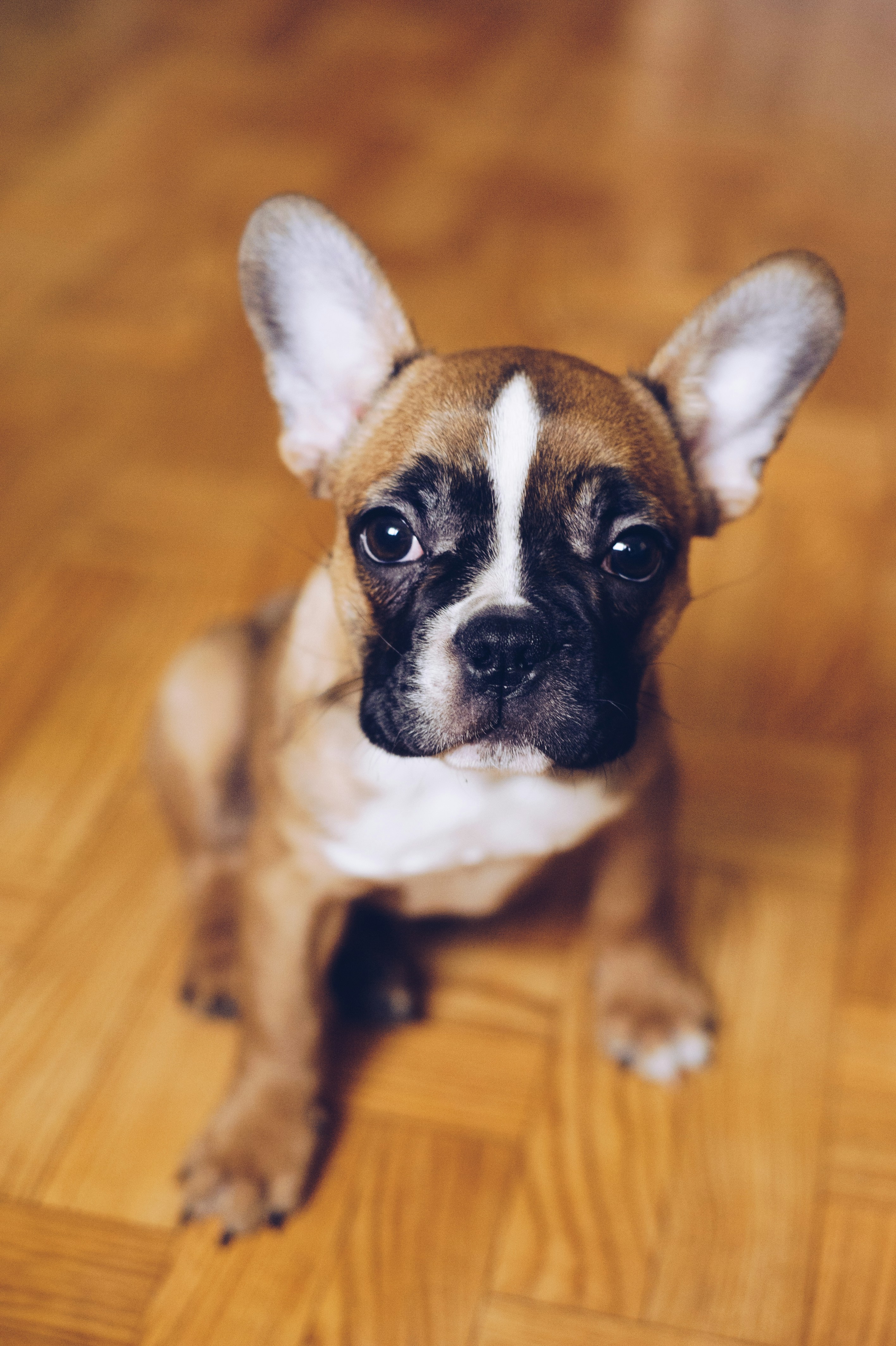 Short-coated brown puppt photo – Free Dog Image on Unsplash