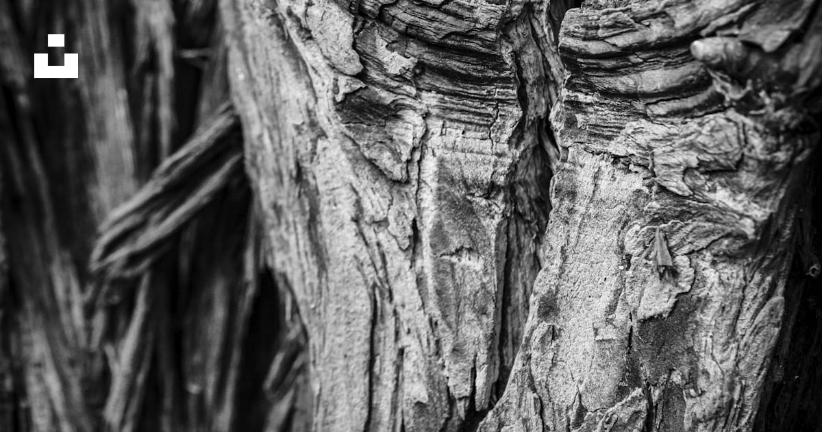 Grayscale Photography Of Tree Bark Photo Free Italy Image On Unsplash