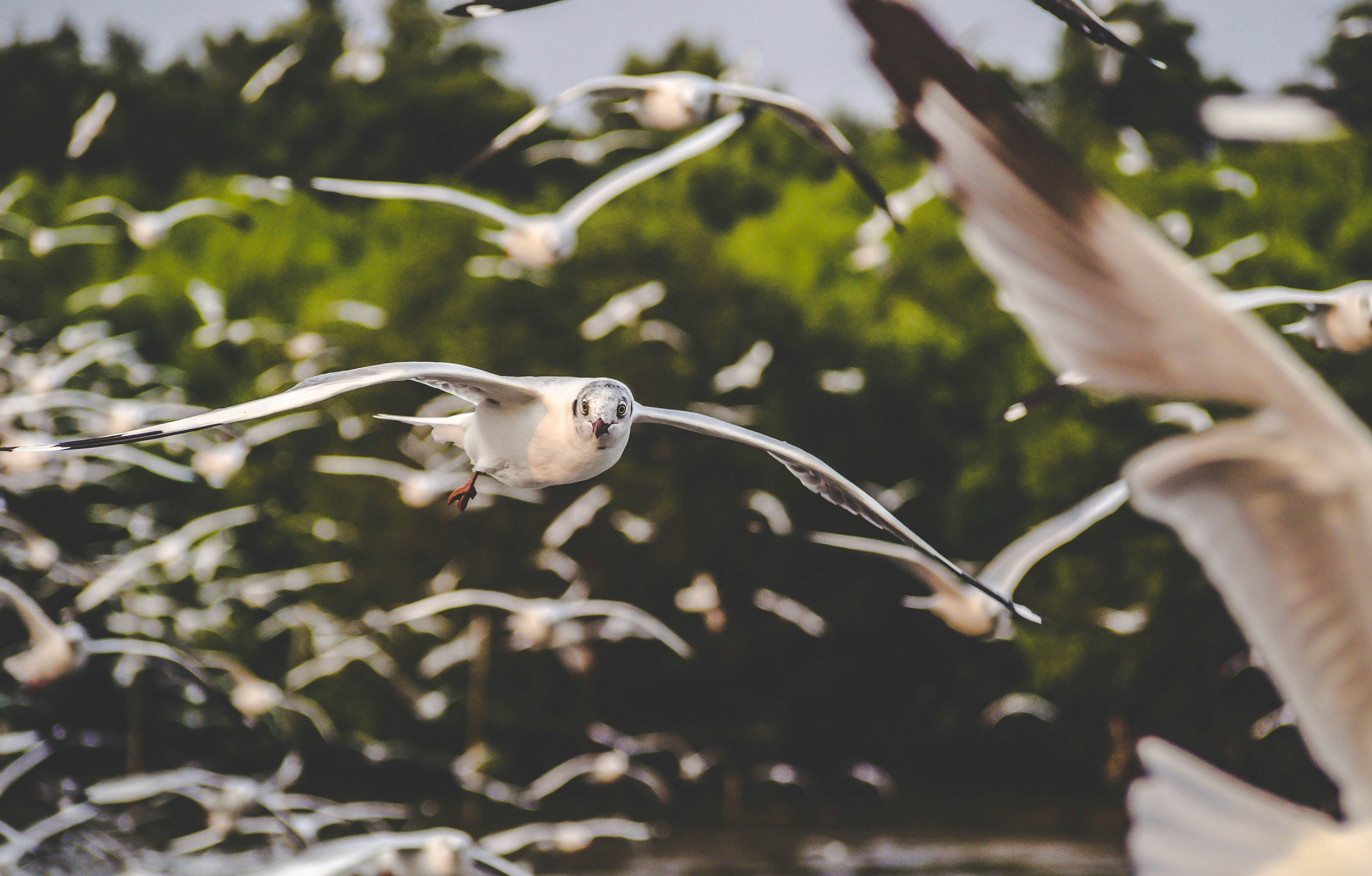 Flock of seagulls soaring over a lush green backdrop with outstretched wings.