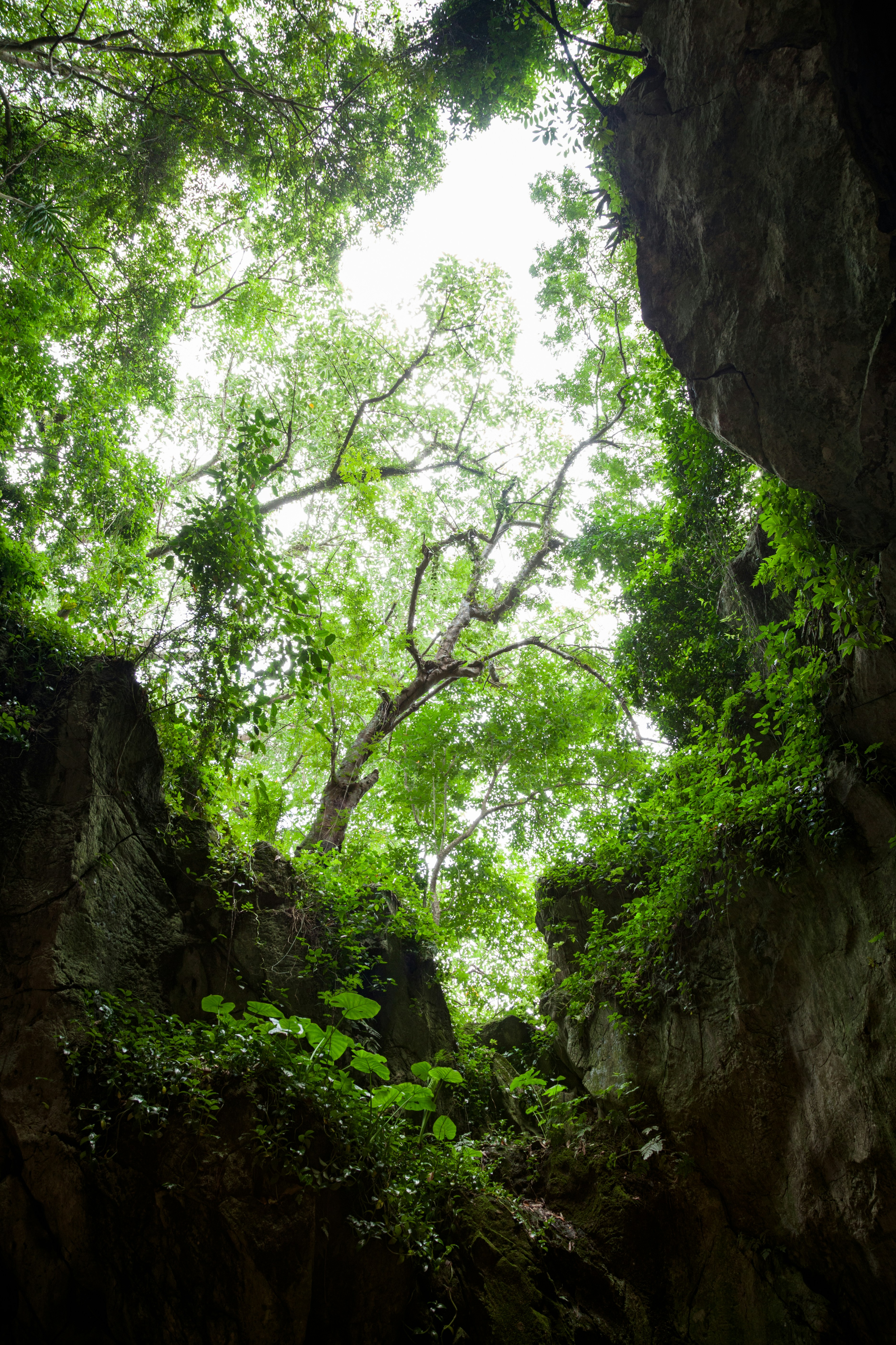 Lush green foliage surrounds a towering tree, viewed from a rocky crevice. Sunlight filters through the leaves, illuminating the vibrant scene.