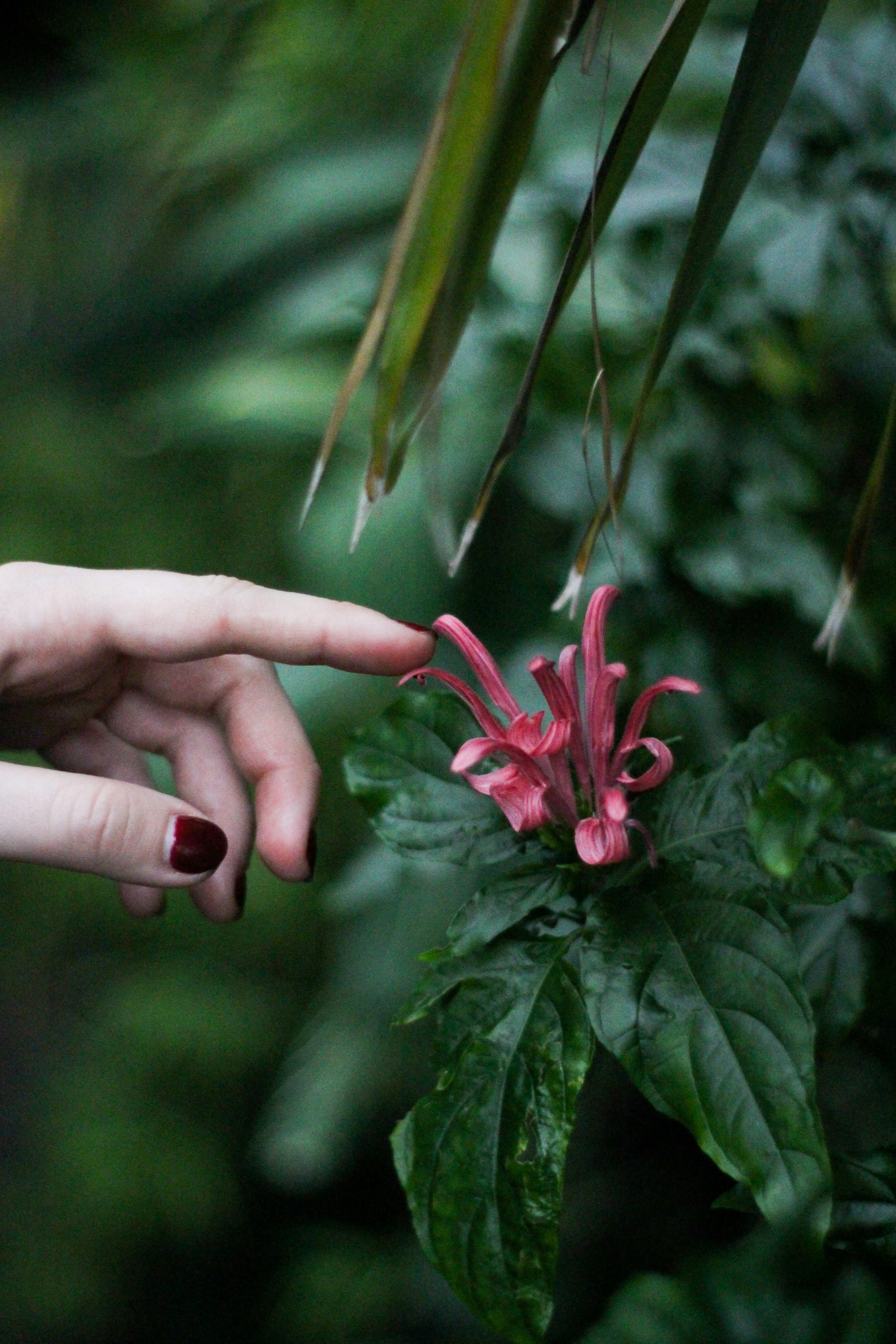 Soft Bloom, Gentle Contact: A Pink Honeysuckle in a Green Veil