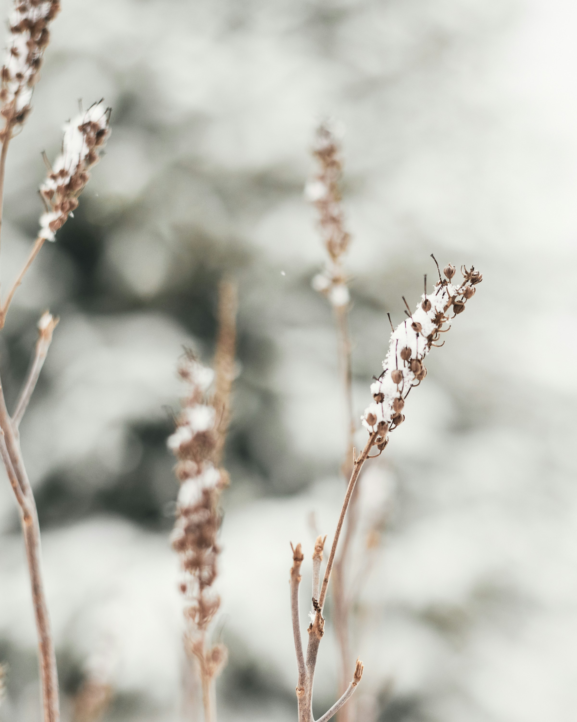 Brown cluster flowers photo – Free Ewing Image on Unsplash