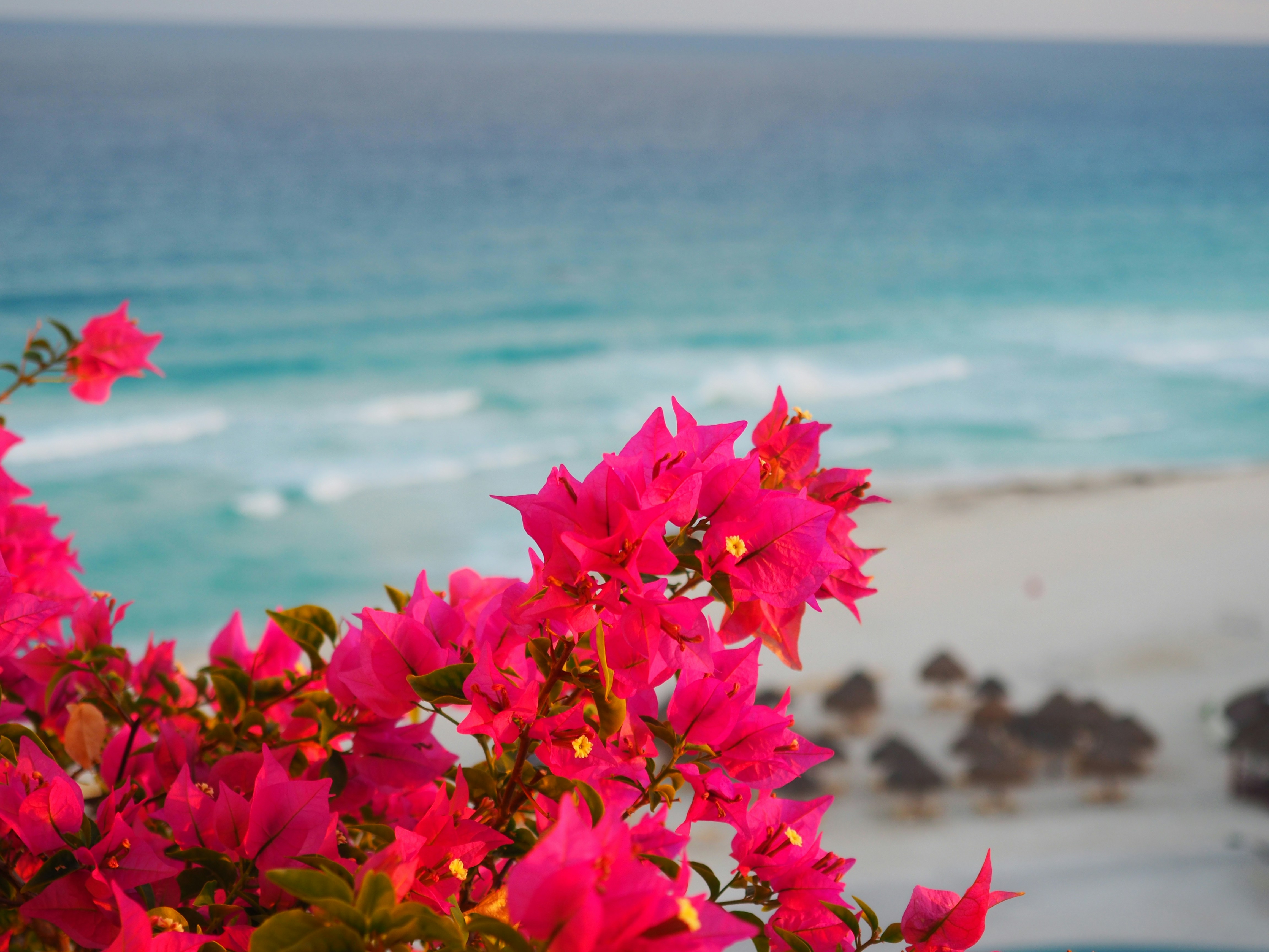 Beach Flowers Pictures | Download Free Images on Unsplash