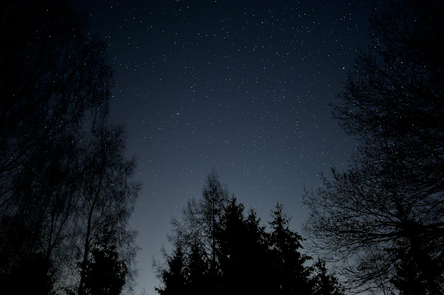 A dark, star-filled night sky framed by silhouettes of tall bare trees. The horizon glows faintly blue beneath the canopy.