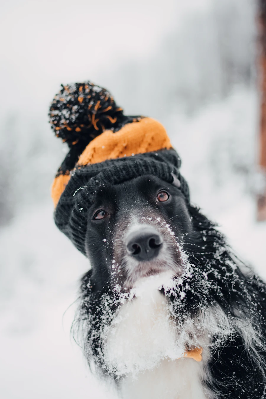 Black-and-white dog wearing a black-and-orange knit hat, dusted with snow, looking toward the camera in a soft winter scene.