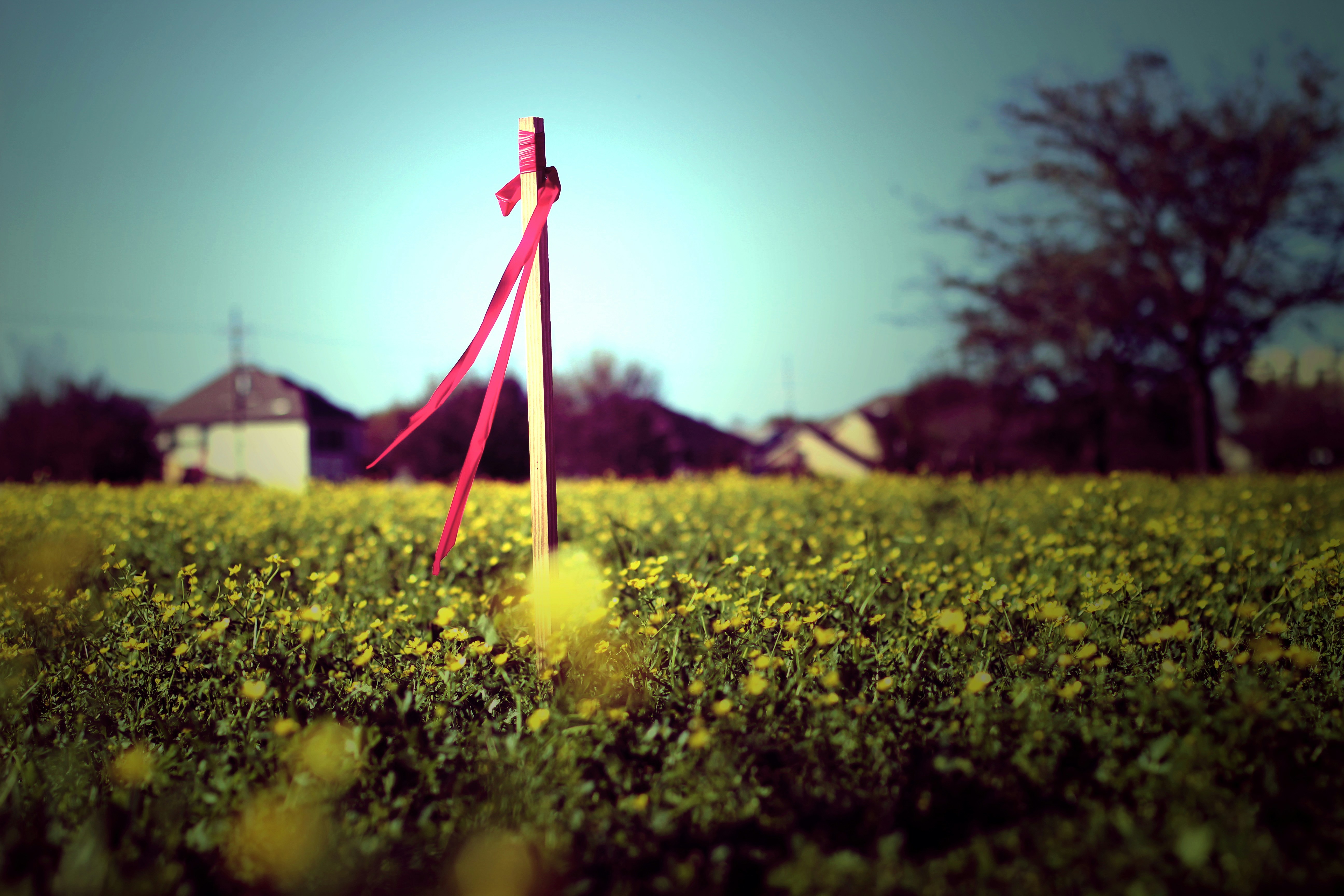 Ribbon in a Sea of Gold: A Quiet Marker Stands Among Canola Blooms