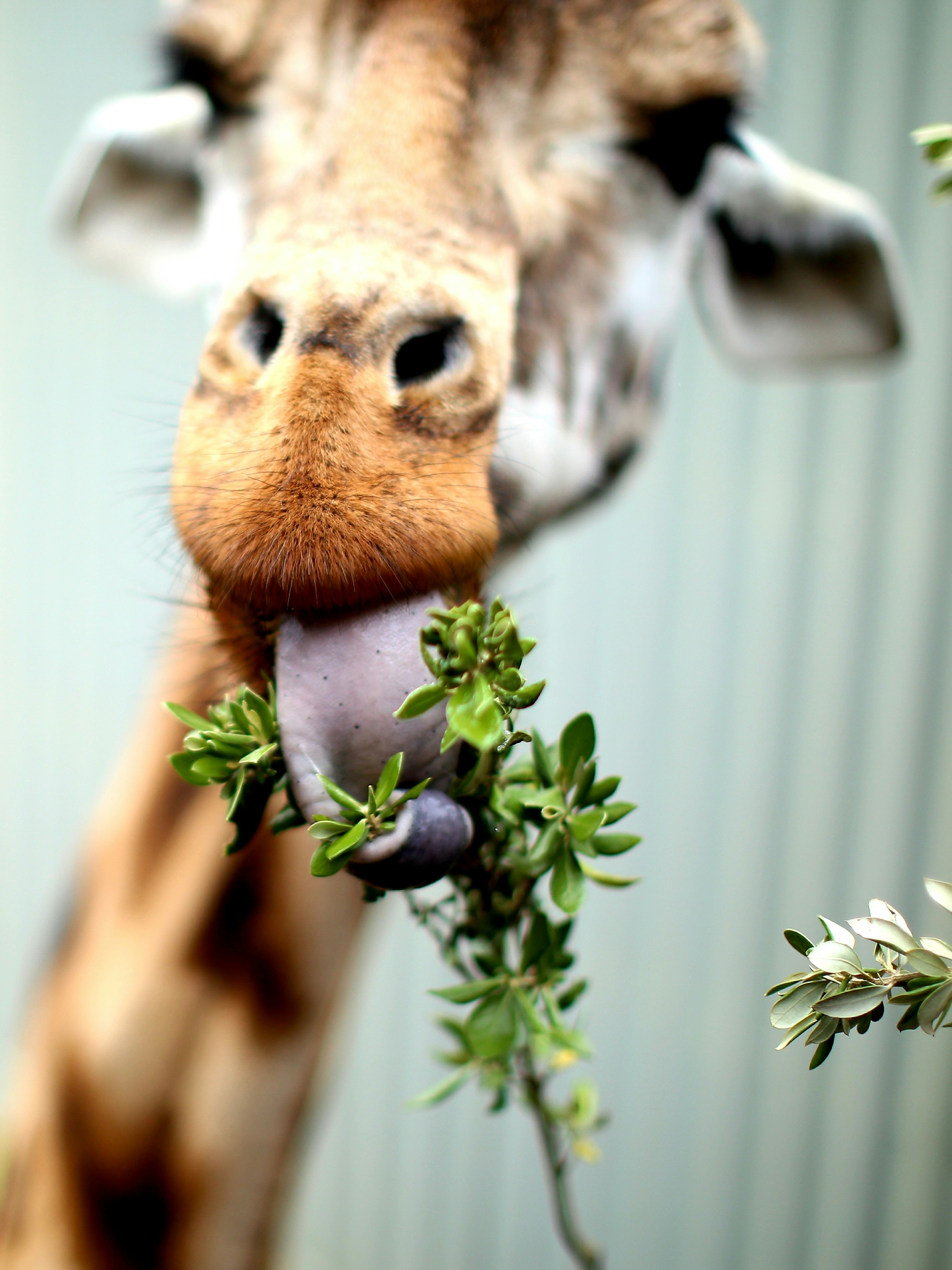 Leaf-Touched Giraffe: An Intimate Close-Up Breakfast Portrait