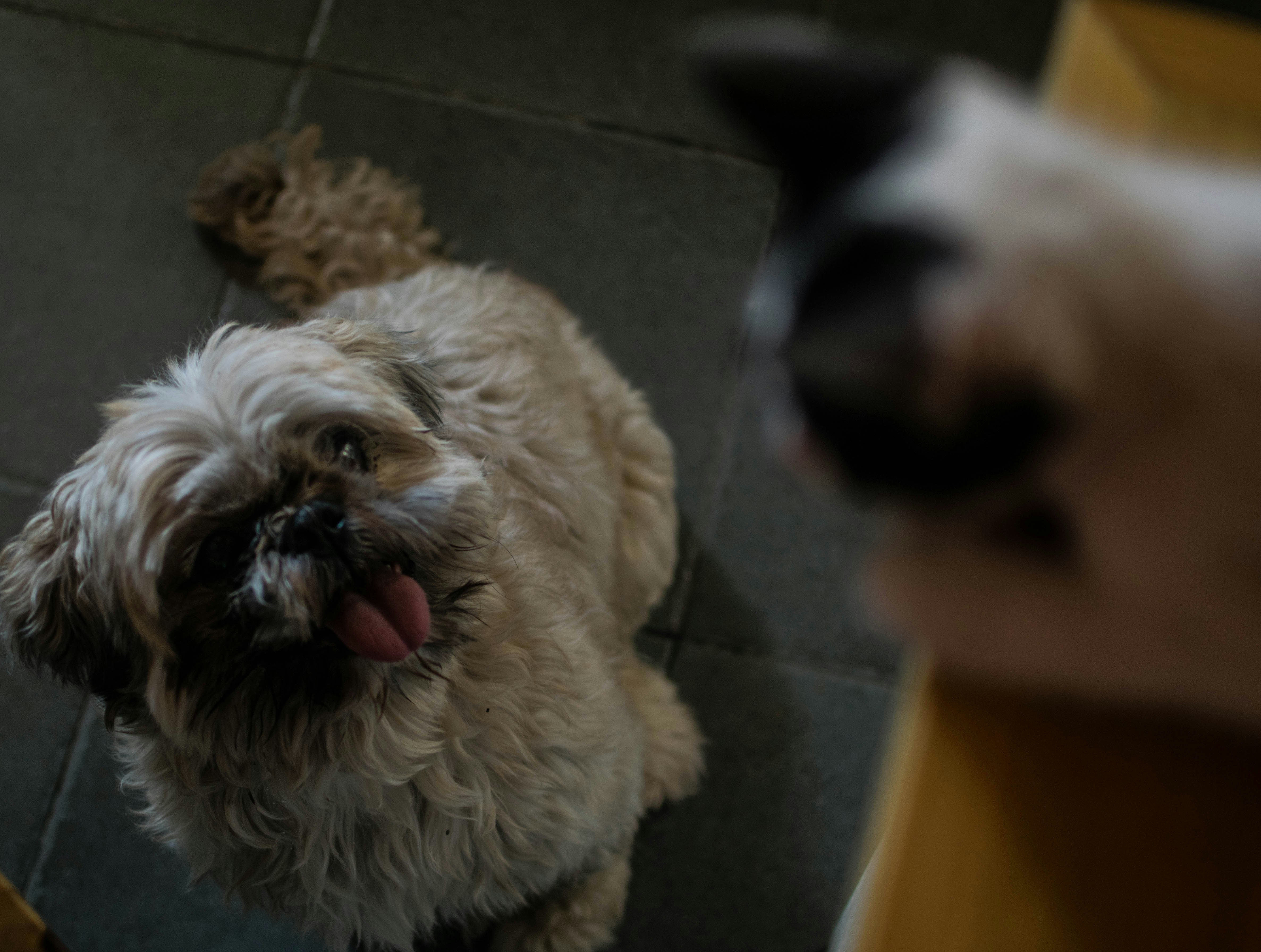 Curious Pup Gaze: Tongue-Lolling Stare from a Dim Kitchen Tile