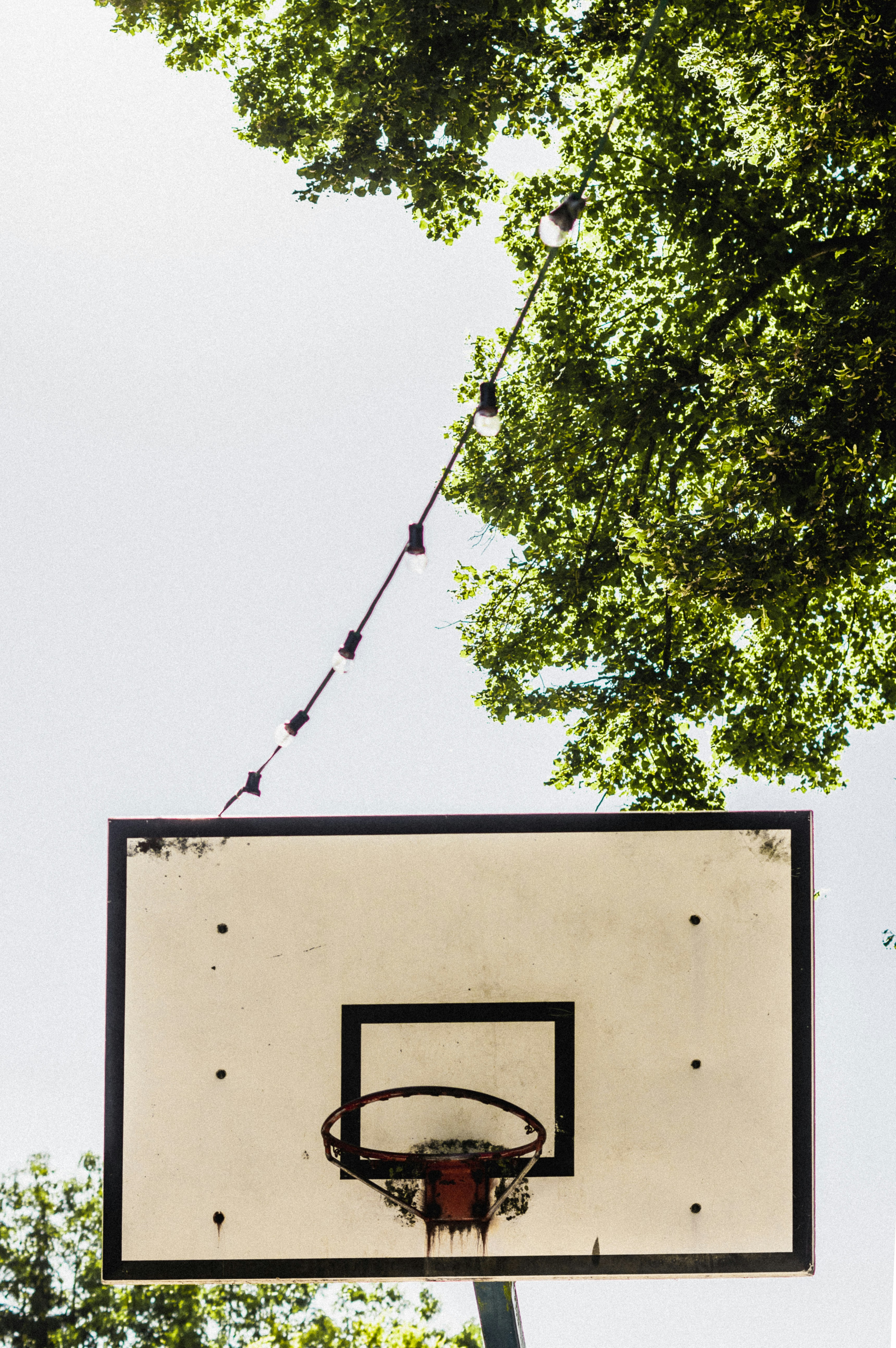 Basketball hoop framed by lush green leaves, showcasing a vibrant outdoor court. The clear sky peeks through the foliage above.