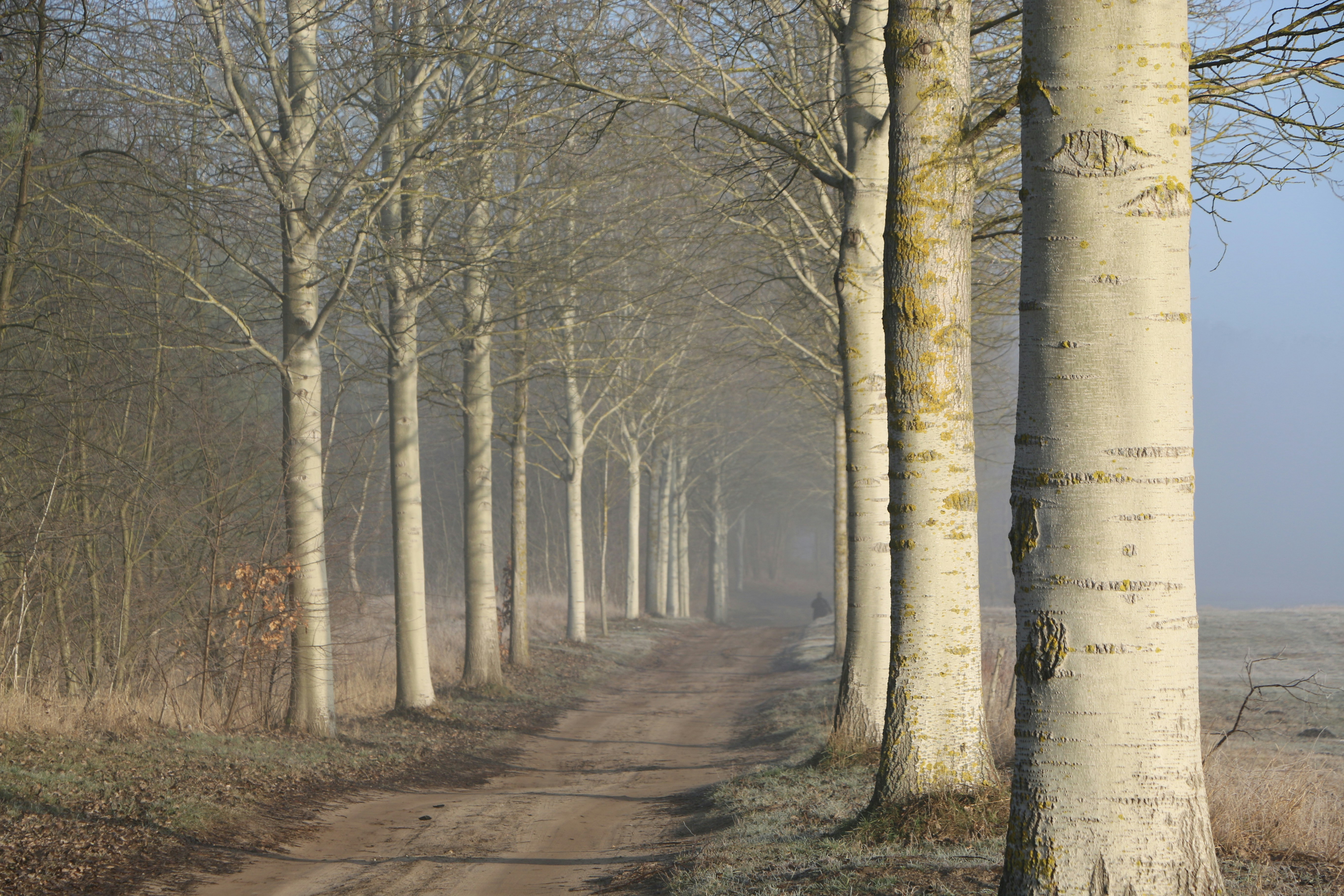 Soil pathway and trees photo – Free Alley mecklenburg Image on Unsplash