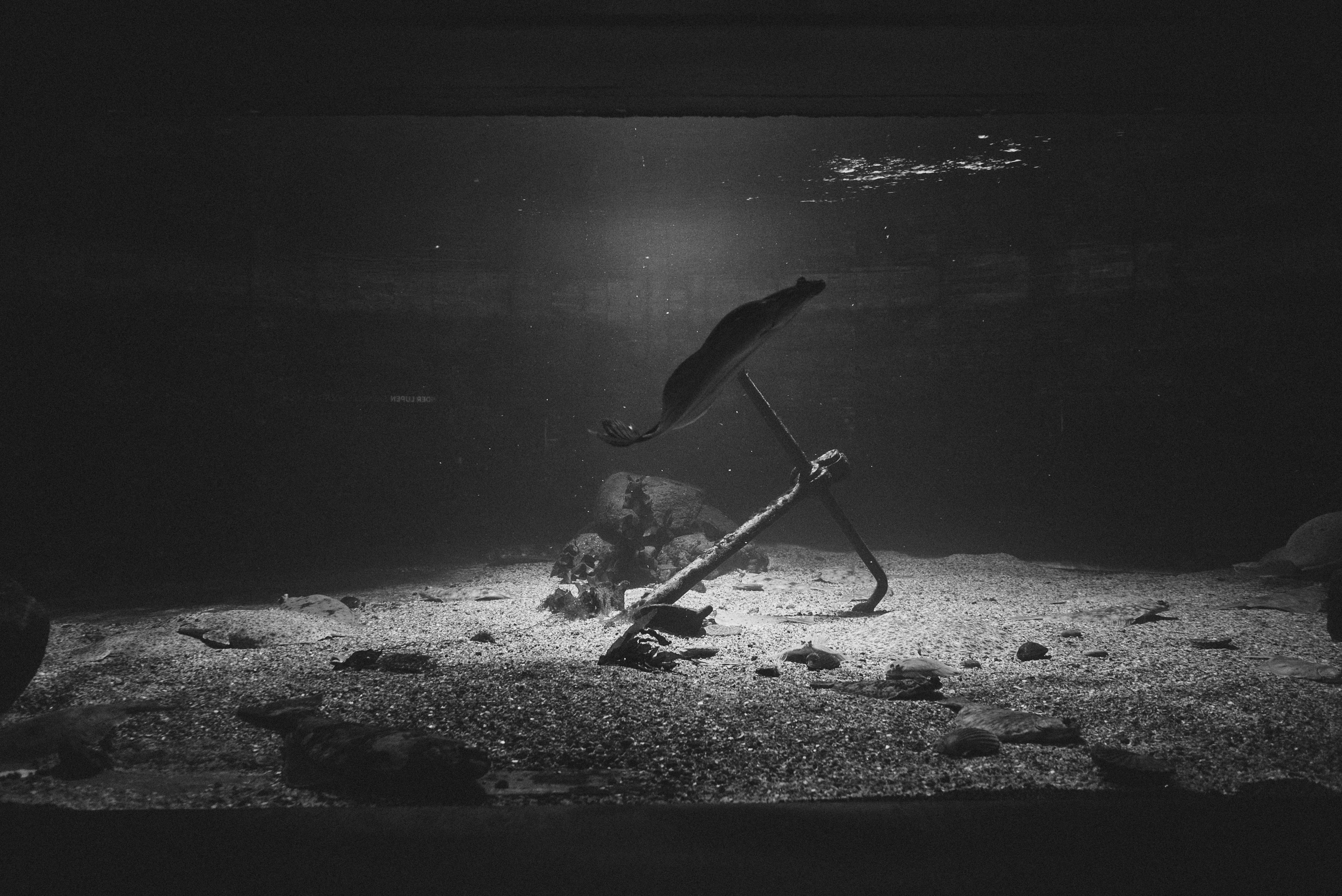 Silent Depths: A Dance of Shadows