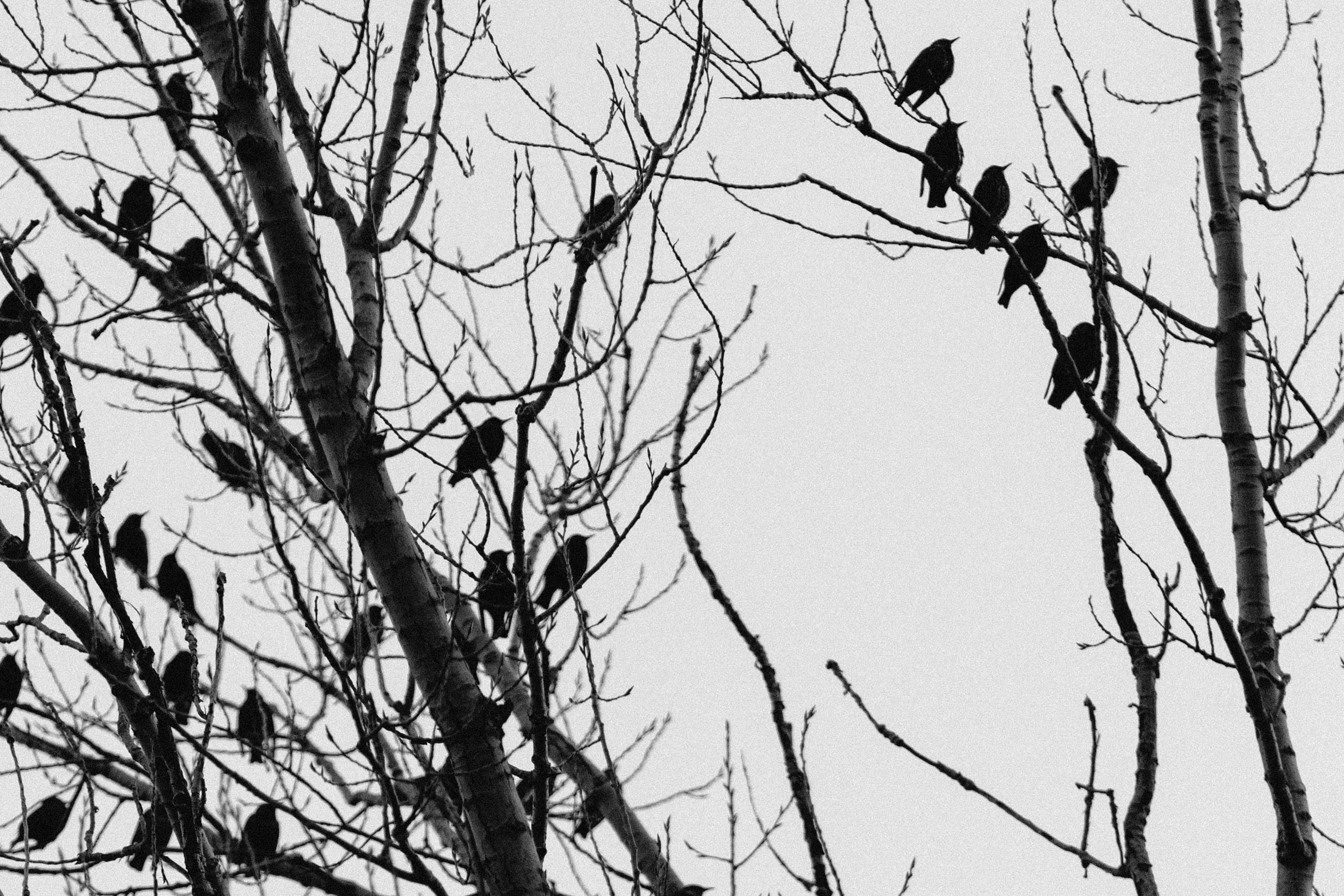 Silhouetted birds perched on bare branches against a muted sky, capturing the essence of a quiet winter's day.