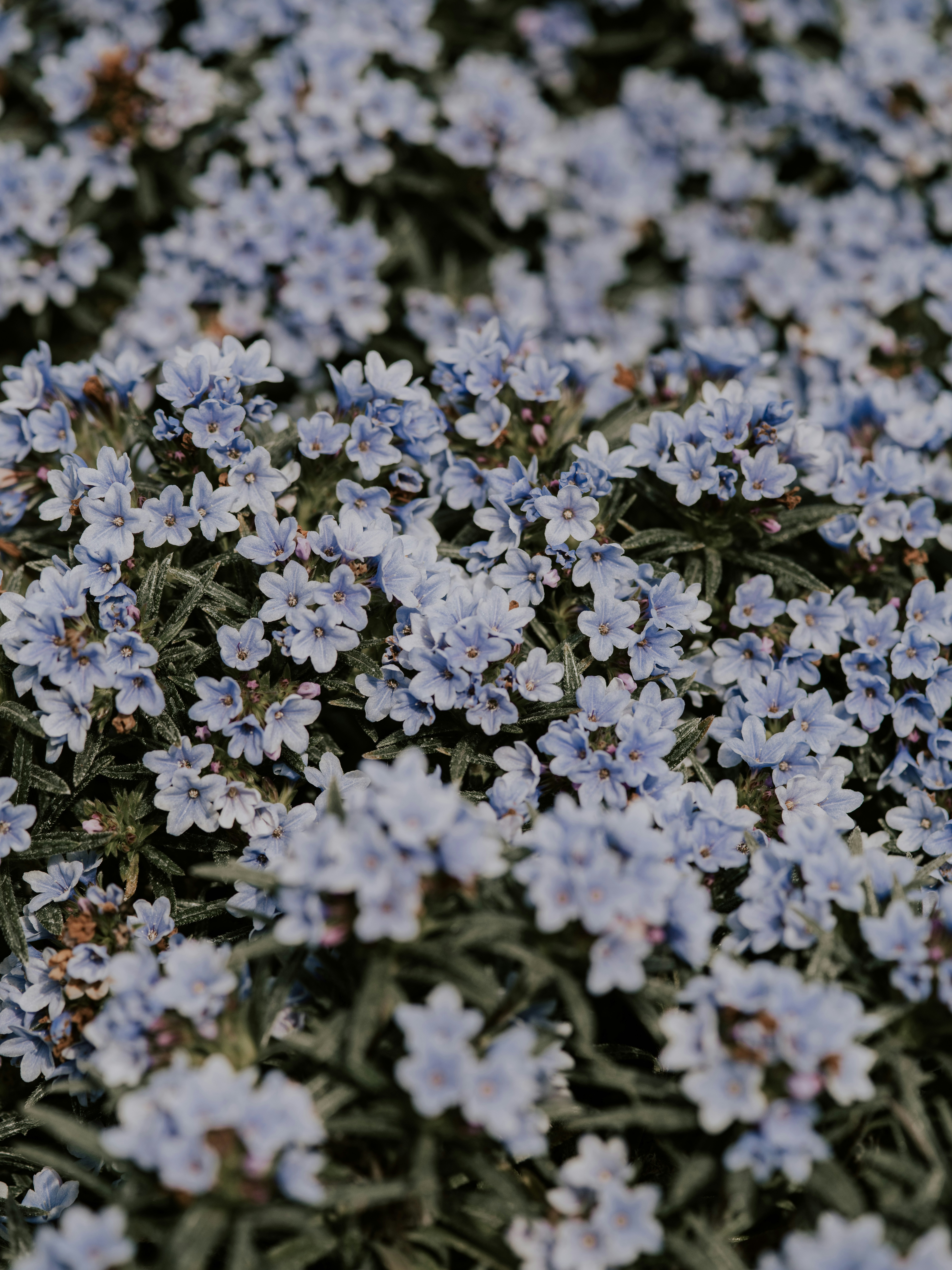 A Sea of Blue: Quiet Bluebell Bloomfield