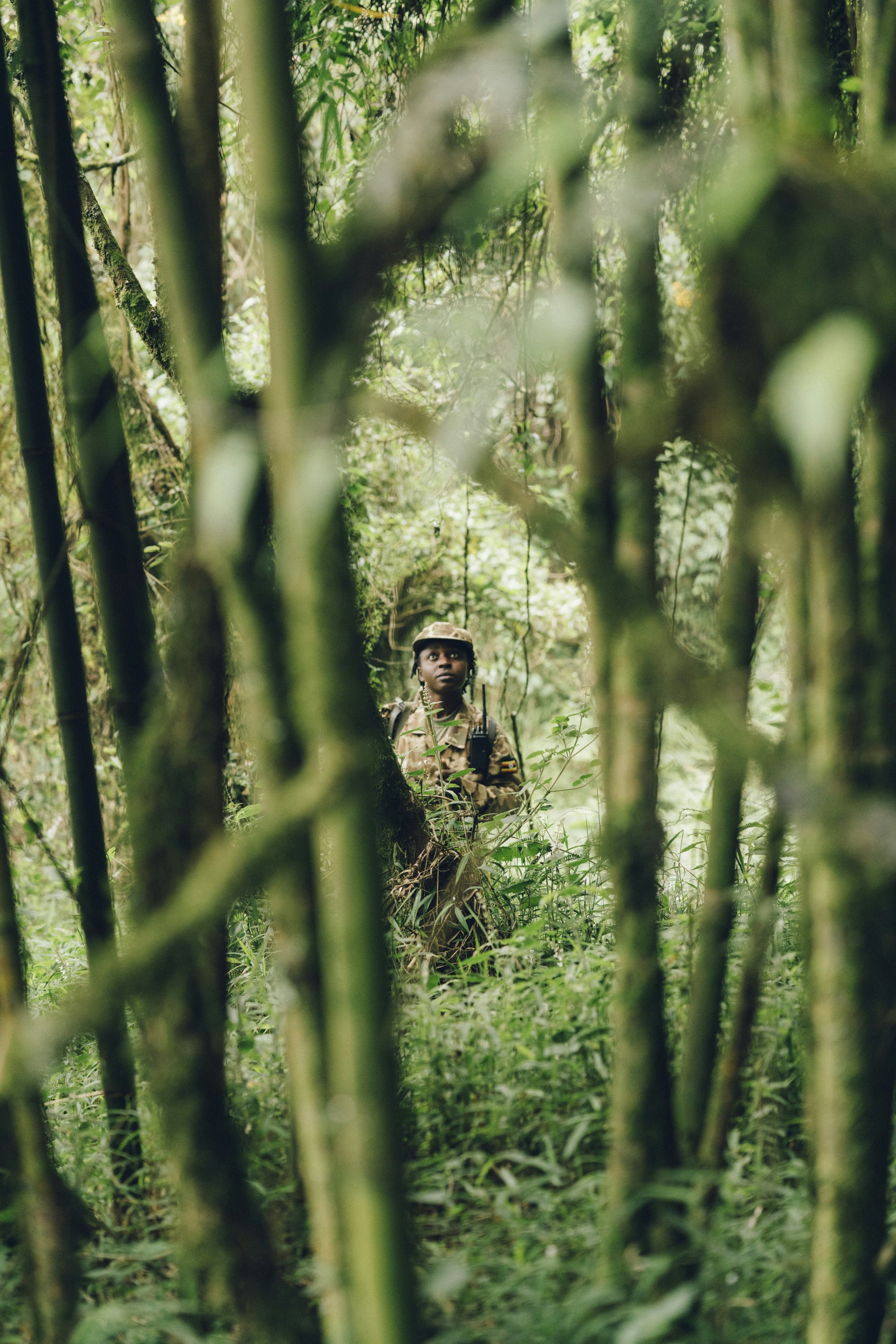 Sapinit sa Gubat, ni Ch’oe Song-yu | Alimbúkad