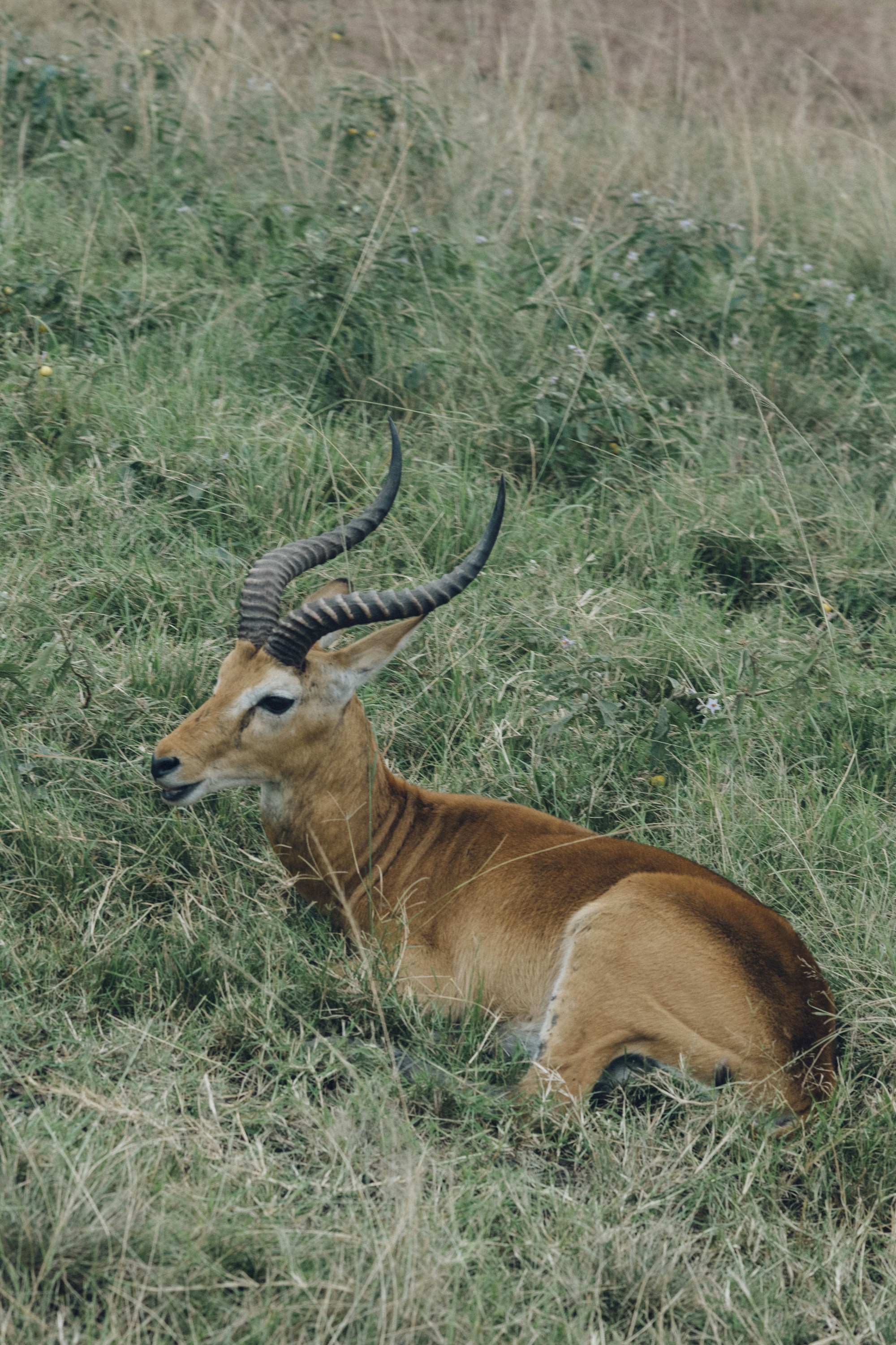 Antelope reclining gracefully in a lush green field, showcasing its impressive horns and tranquil demeanor.