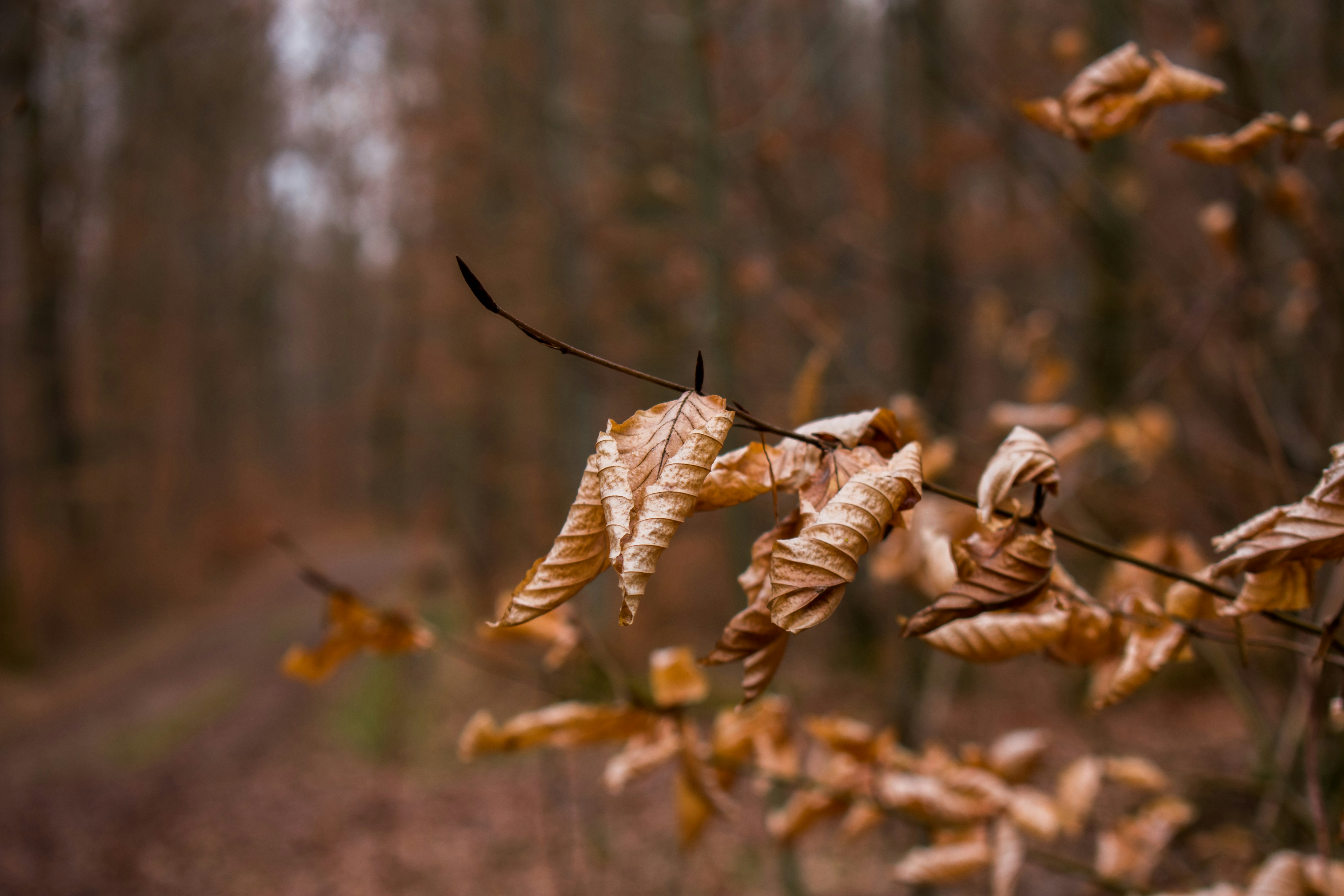 Autumn Foliage in a Quiet Forest Path