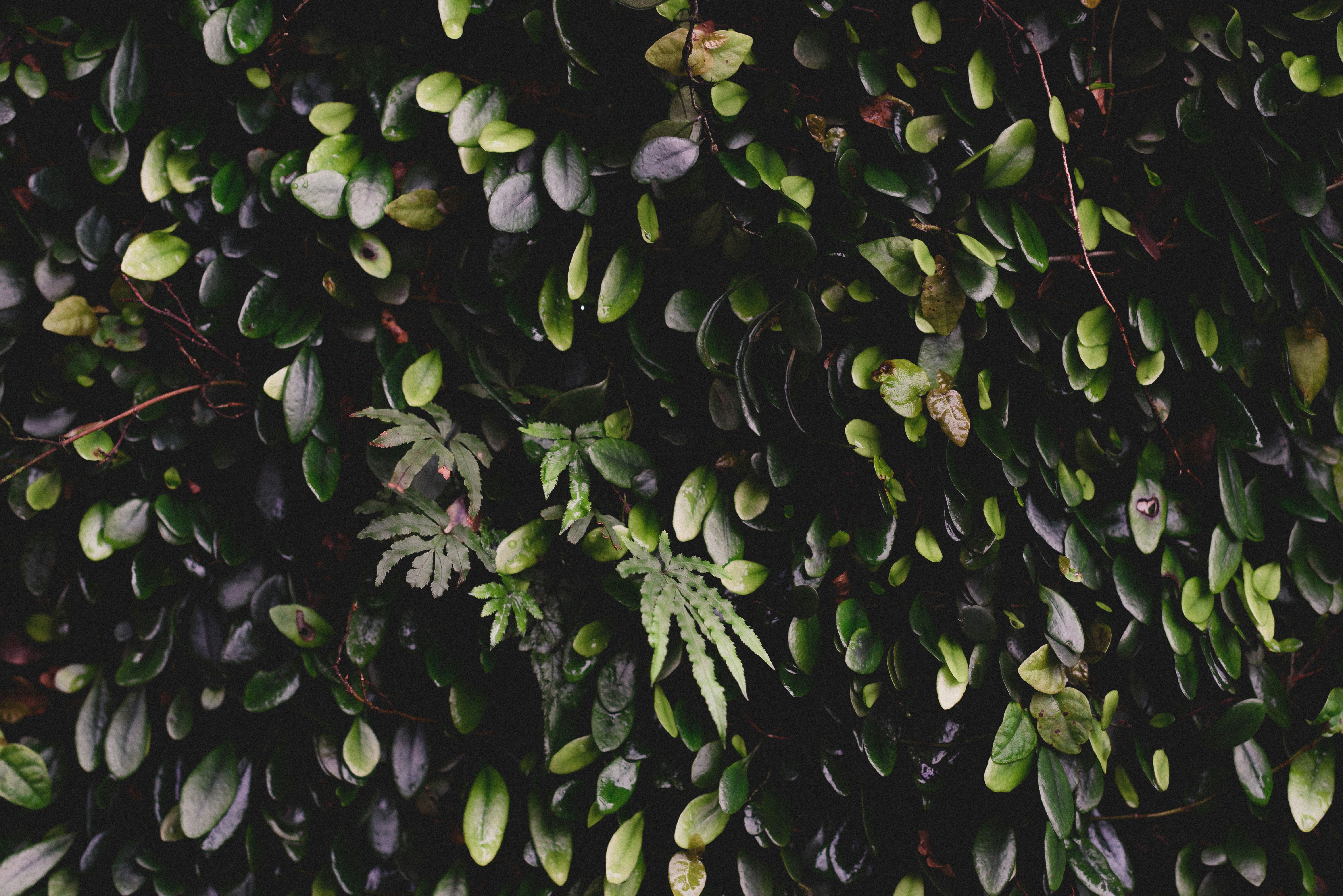 Verdant Mosaic of Nature