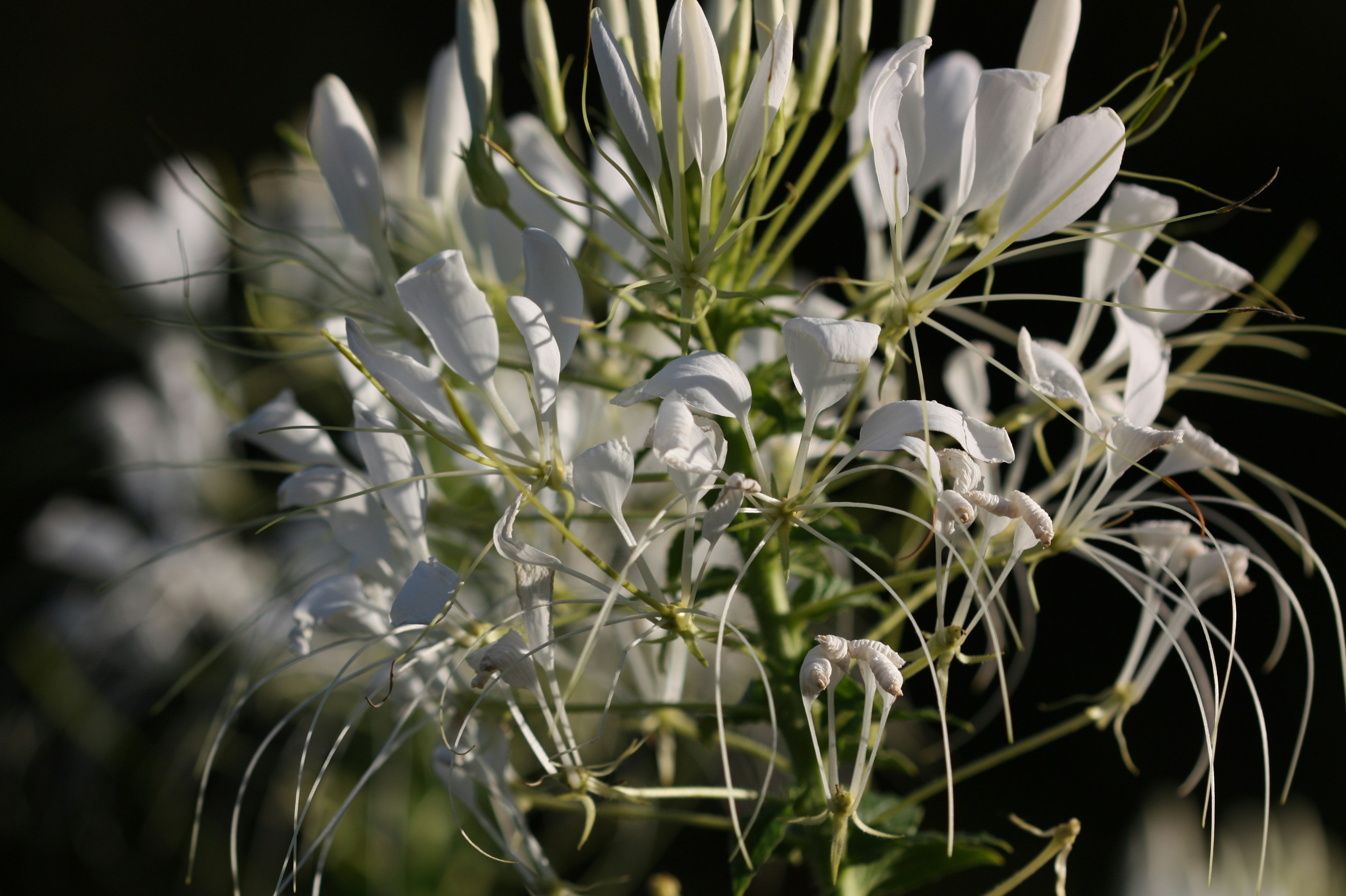 Snow-white Bloom: A Close-up of a Botanically Intricate Flower Cluster