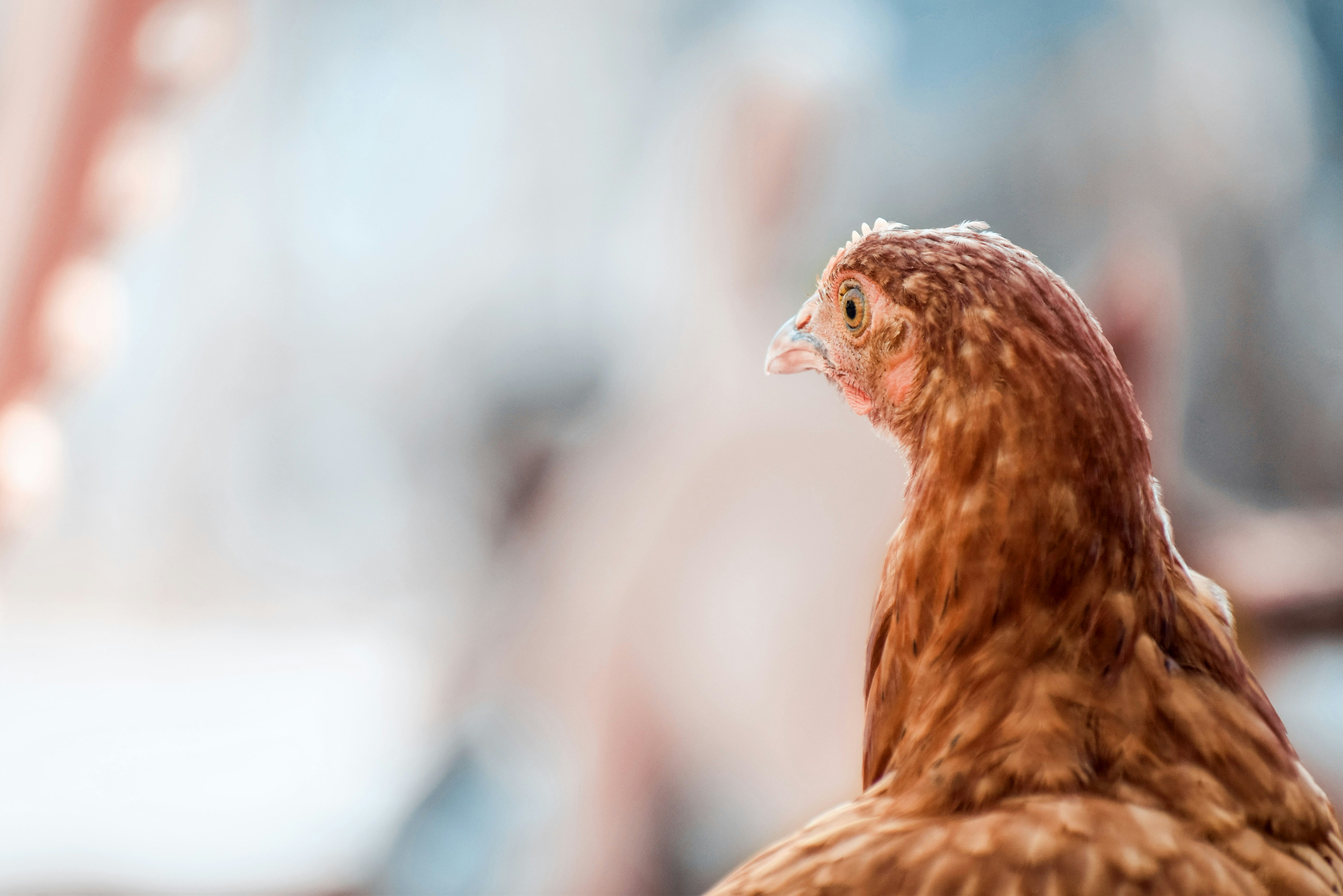 Rust-Feathered Focus: A Hen Portrait in Creamy Bokeh